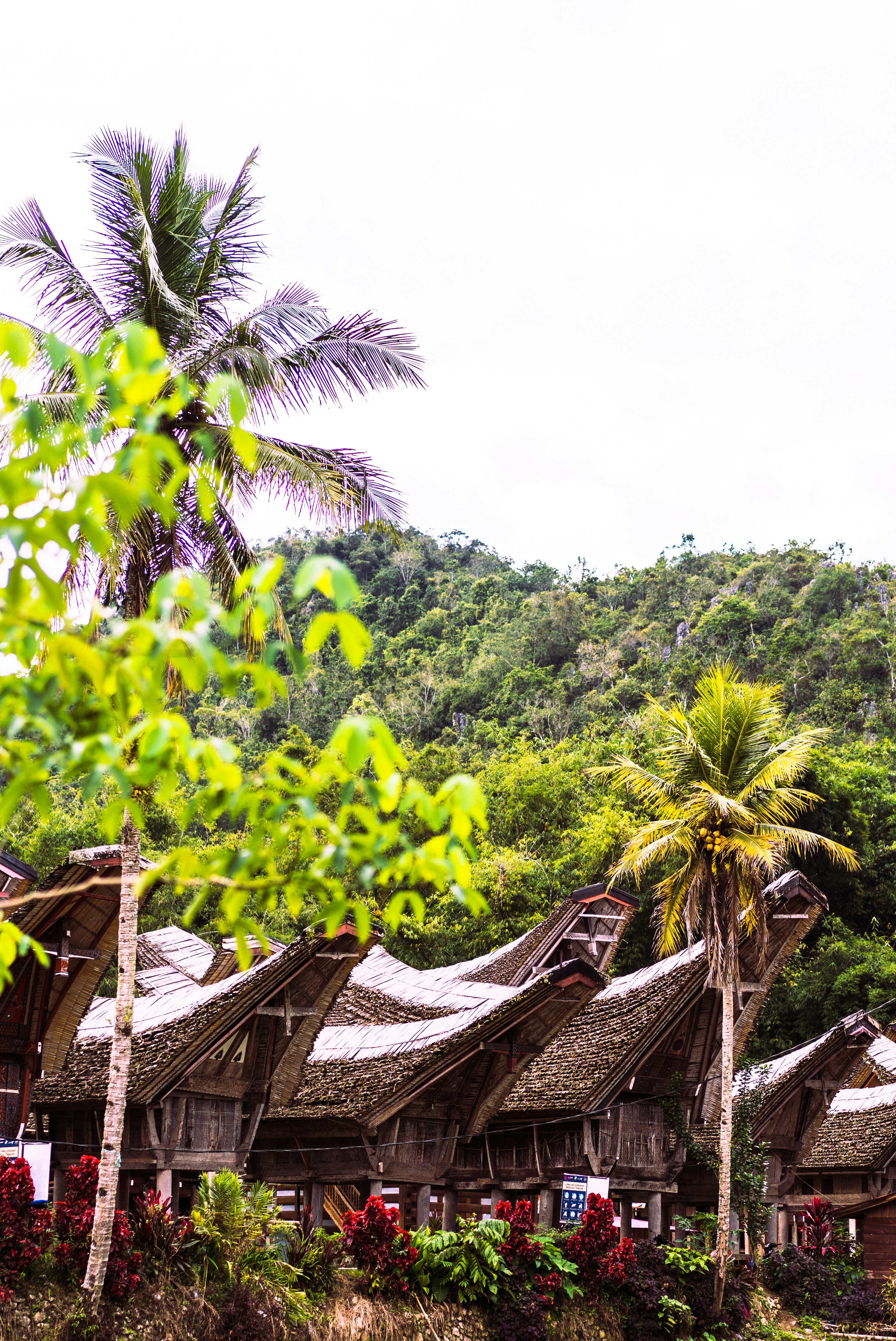 Toraja Pictures | Download Free Images on Unsplash