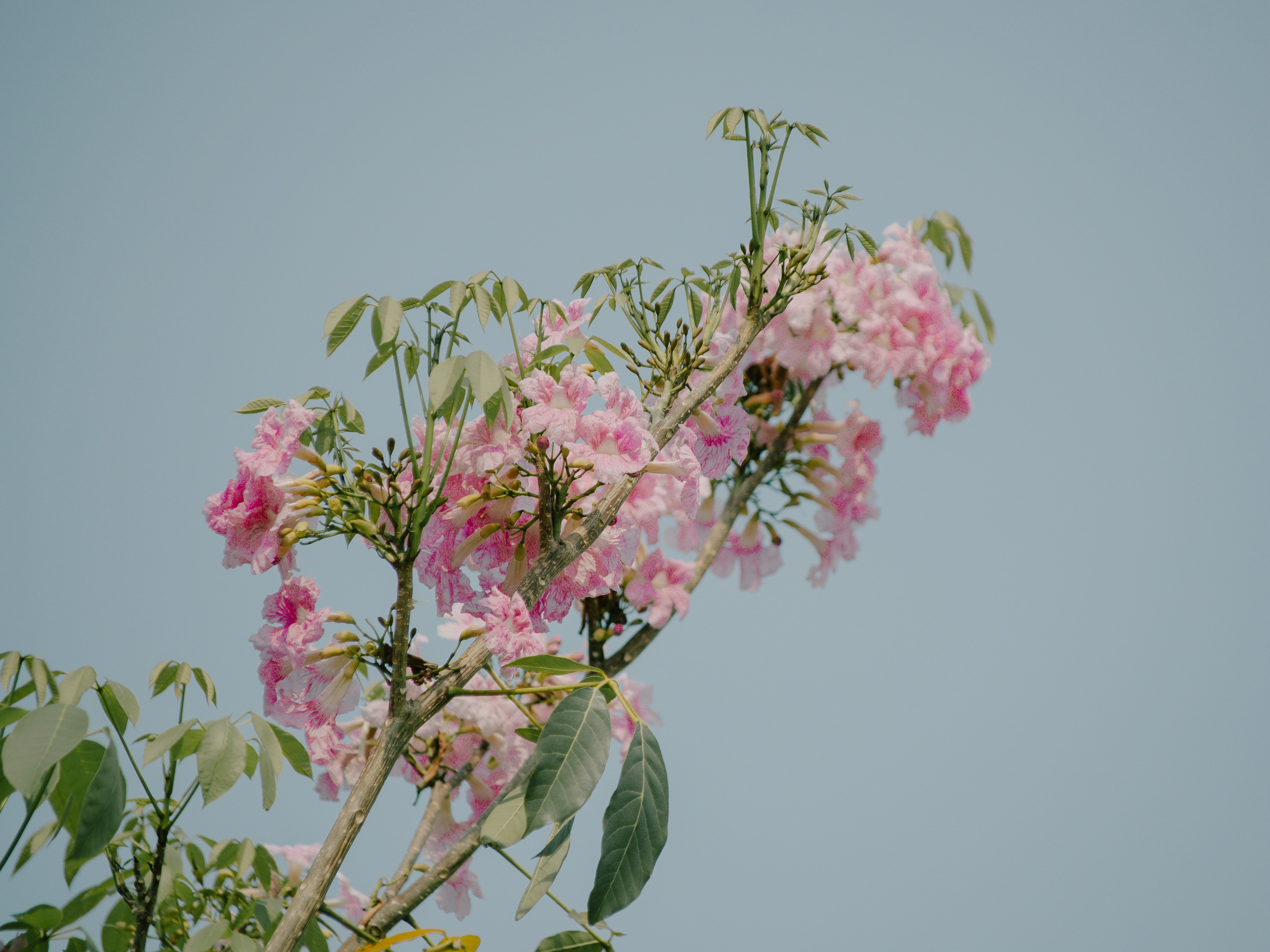Blossoms in a Soft Sky: Pink Blooms on a Spring Branch