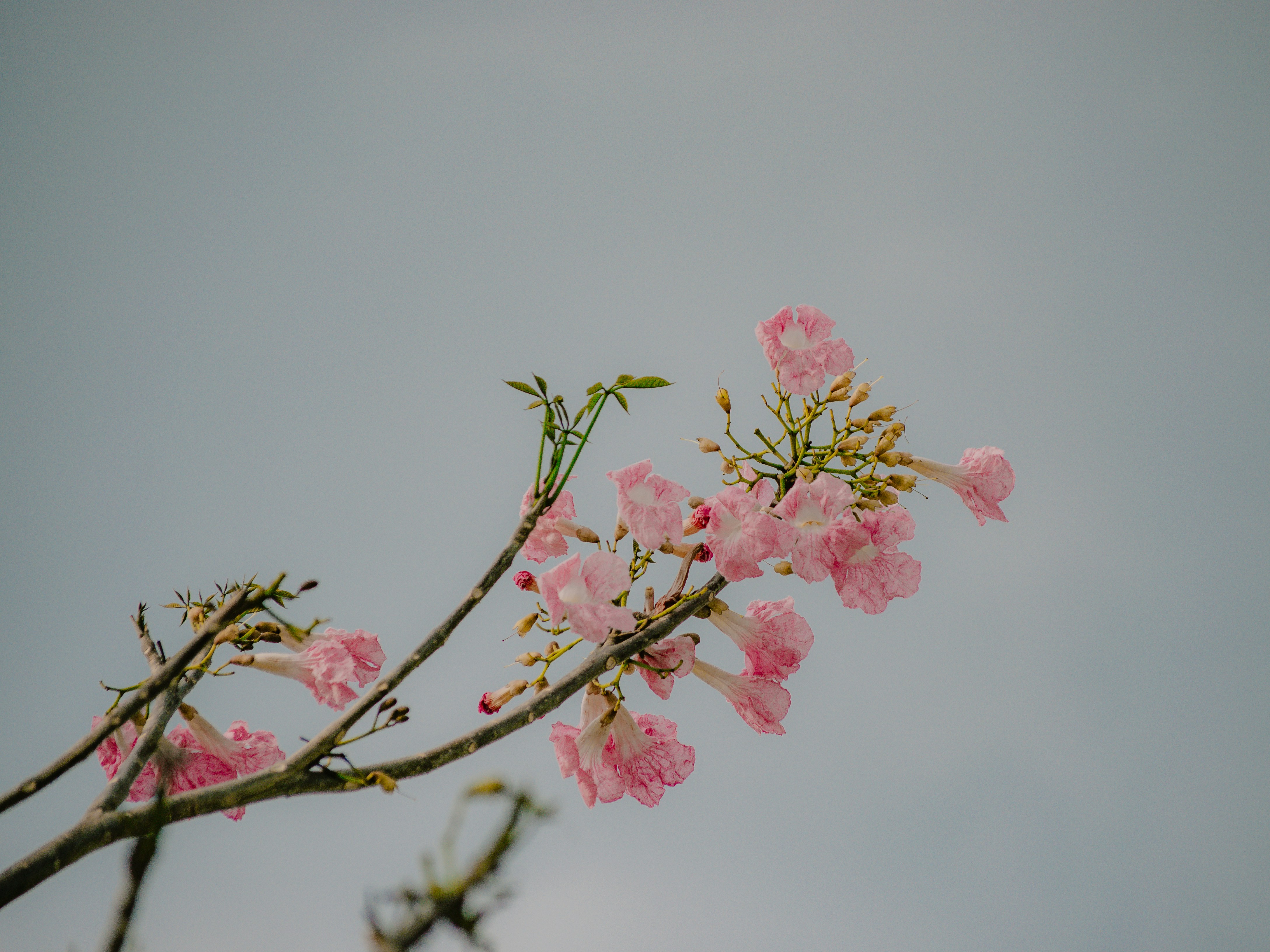 Delicate pink blossoms on a slender branch against a muted sky, embodying the essence of renewal and beauty.