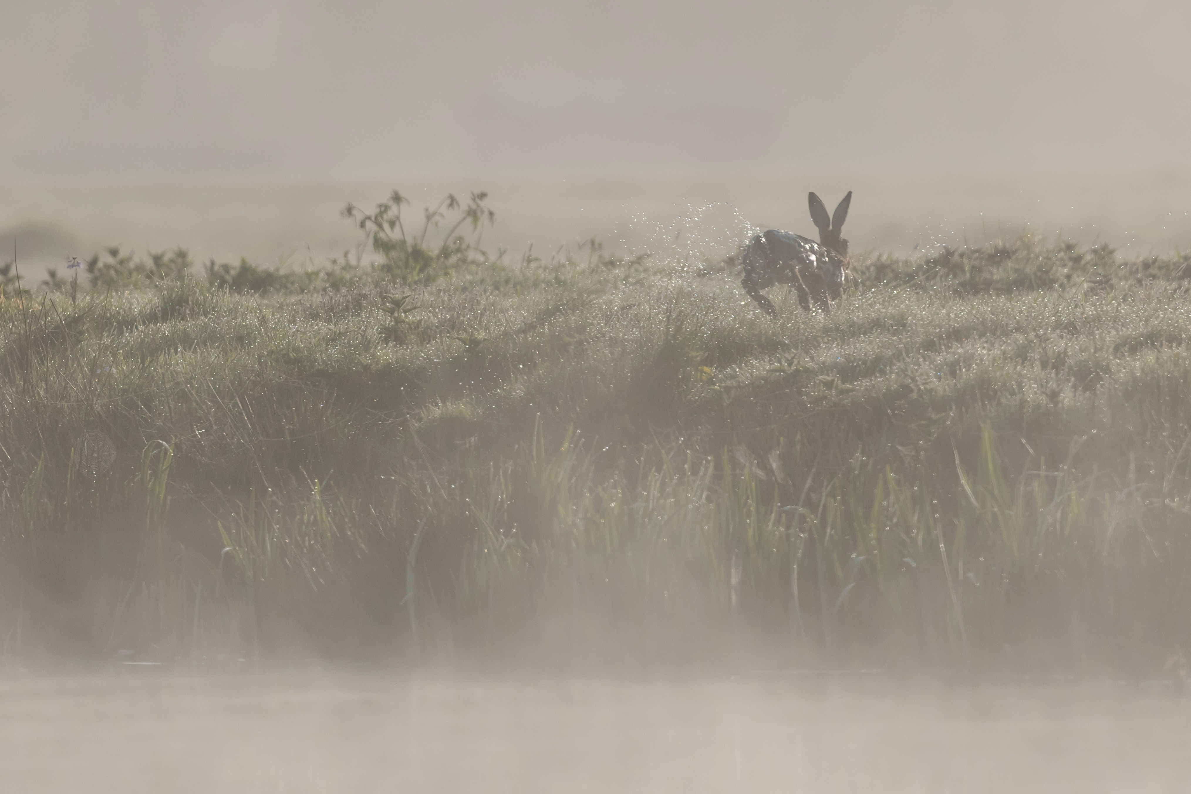 A deer moves gracefully through a fog-laden meadow, creating ripples in the grass. The scene captures the tranquil essence of early morning in nature.