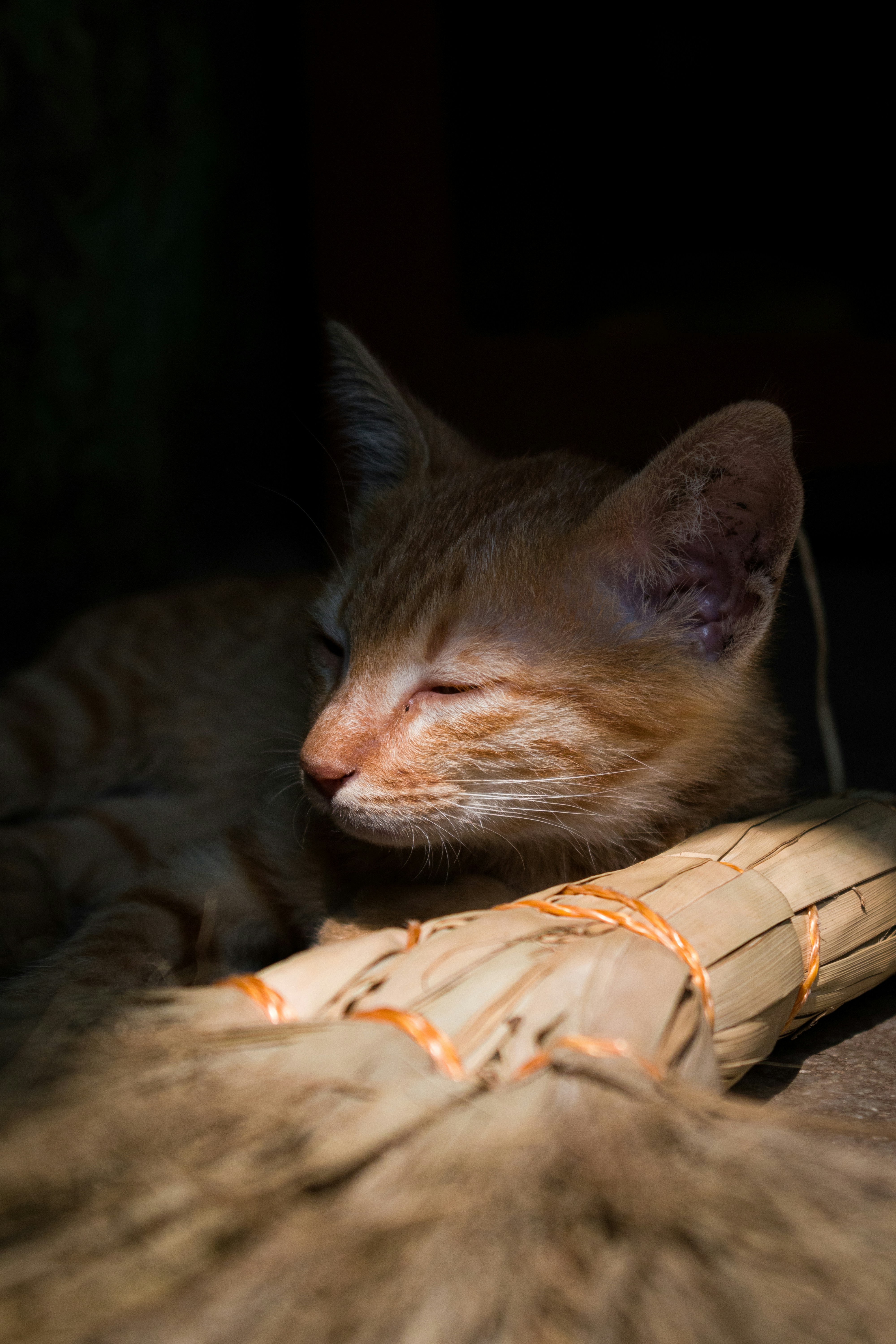 Sunlit Siesta: A Reclining Cat in a Quiet Corner