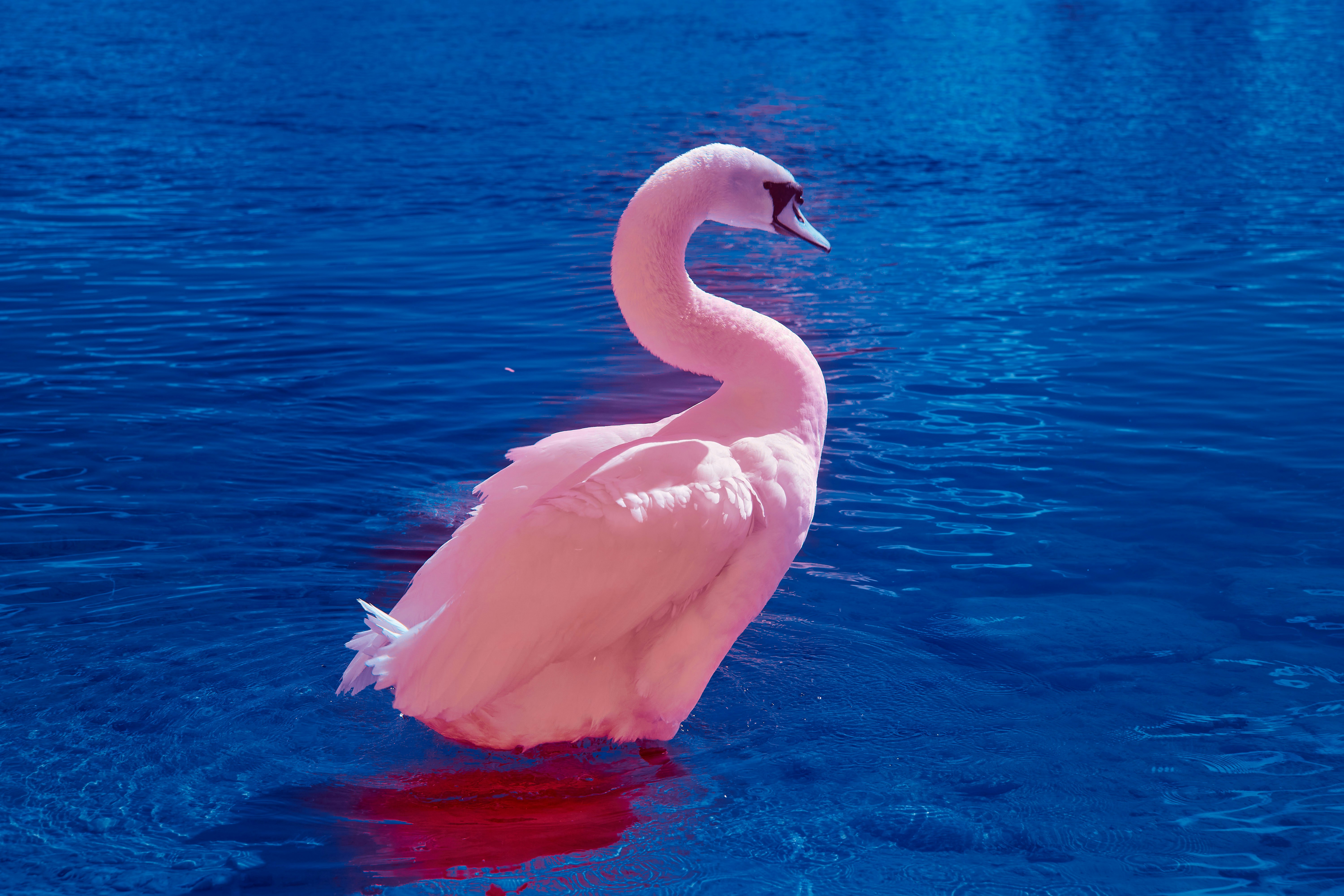 A pink swan gracefully glides through vibrant blue waters, creating a striking contrast. The scene captures the elegance and tranquility of nature.