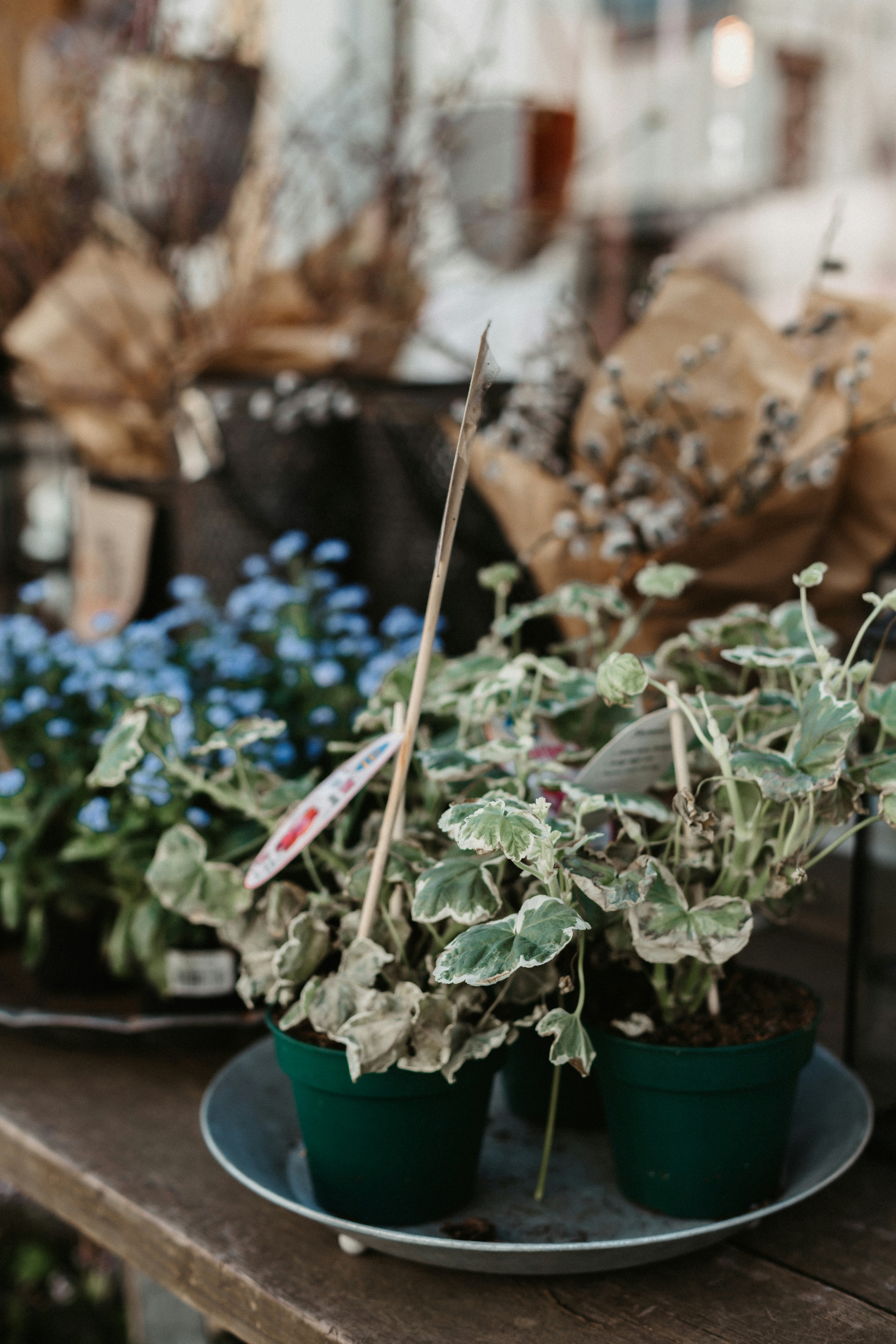 Twin Variegated Foliage Pots on a Weathered Tray in a Cozy Plant Shop