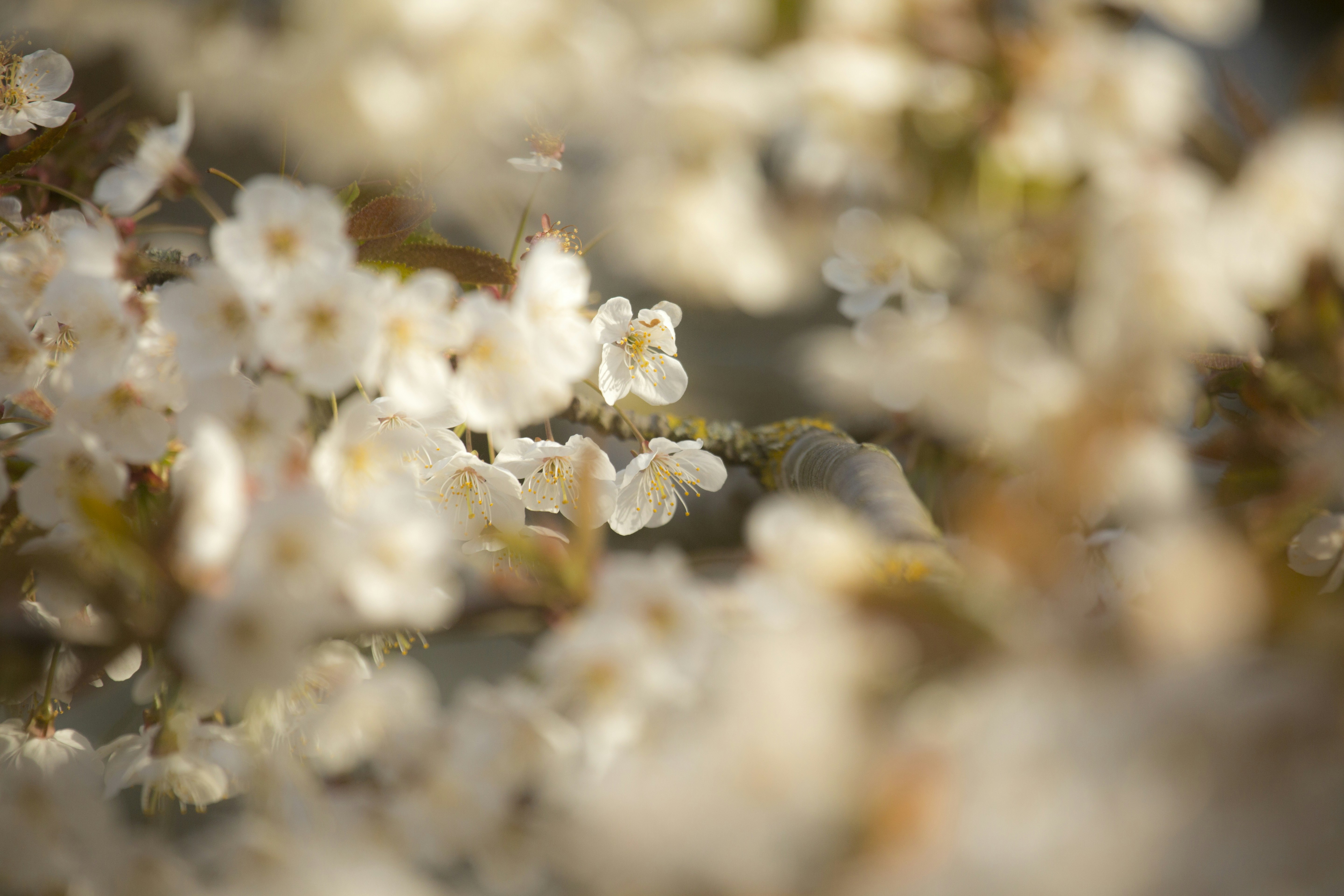 Delicate white blossoms interwoven with soft green foliage, creating a serene floral scene. The image captures the essence of spring's gentle awakening.