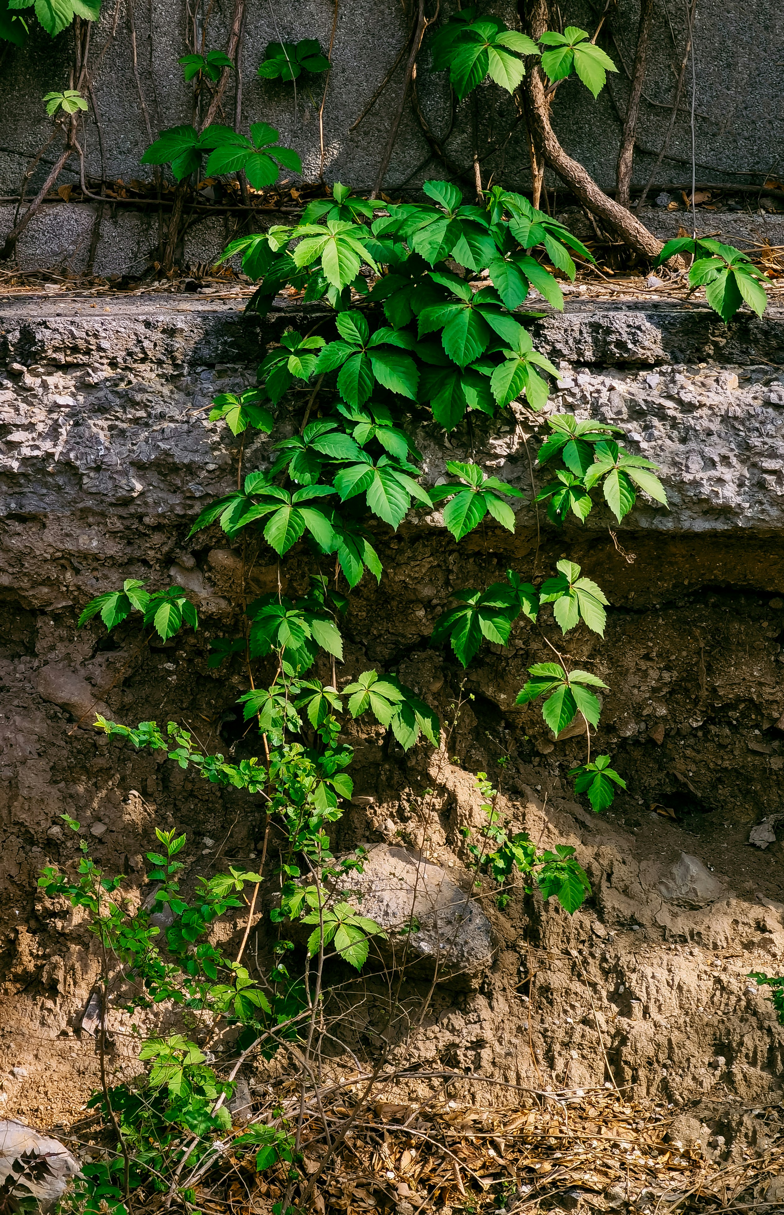 Vibrant green ivy cascading down a weathered concrete wall, showcasing nature's ability to reclaim urban spaces.