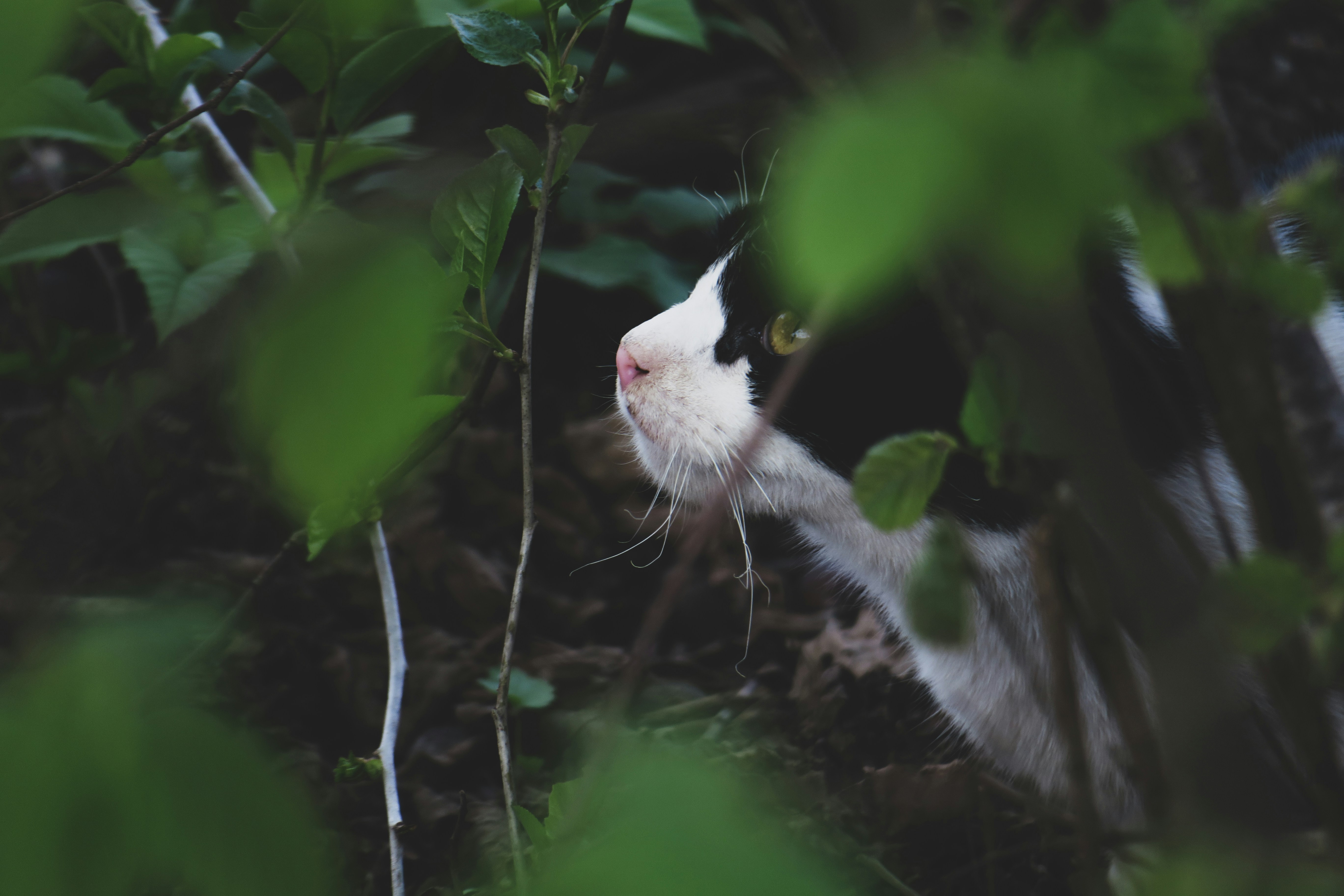 A cat peers through dense foliage, its pink nose and whiskers catching a sliver of light in a shadowed garden.
