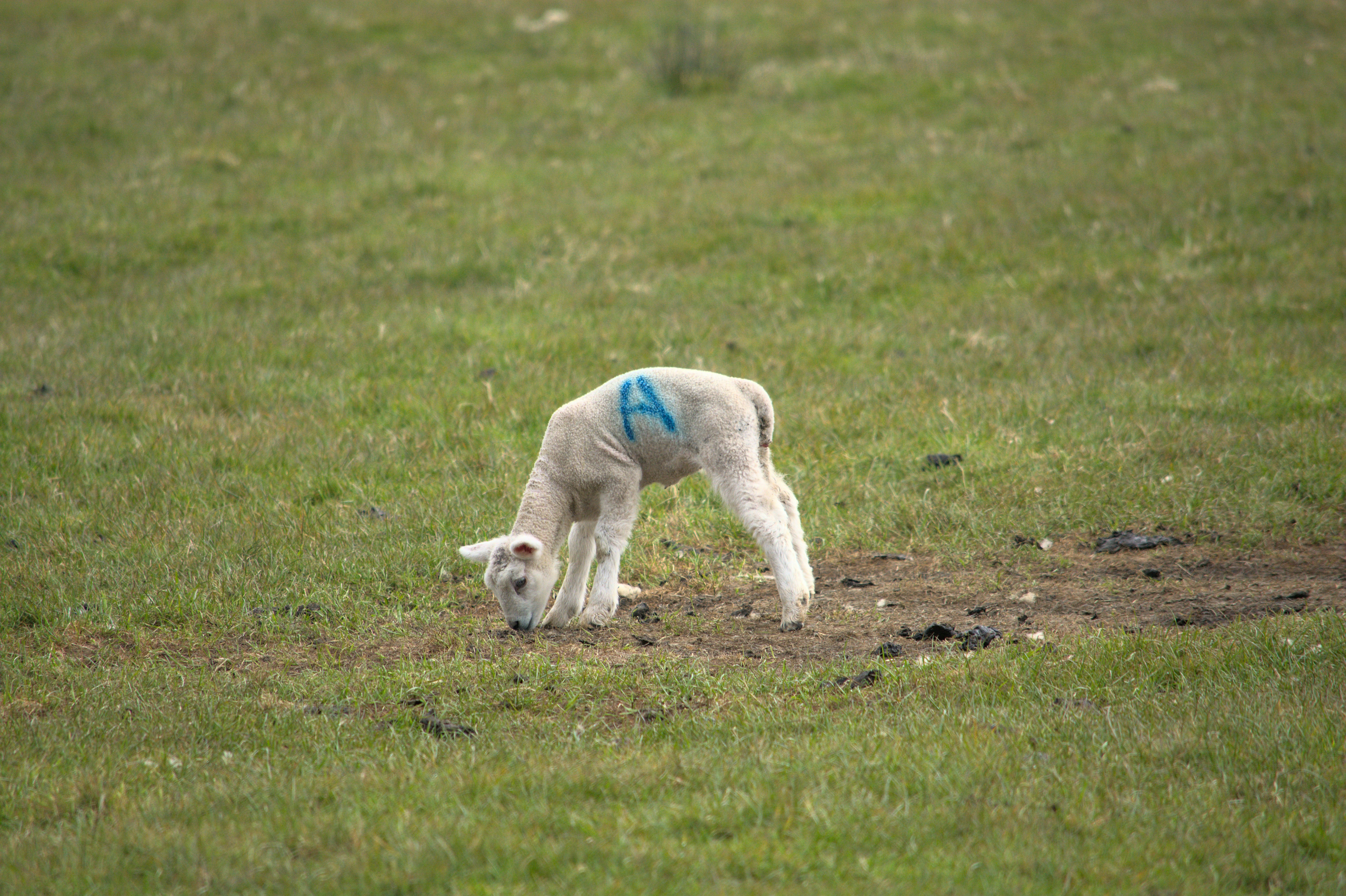 Lamb grazing on the grass, marked with a blue letter, in a lush green field.