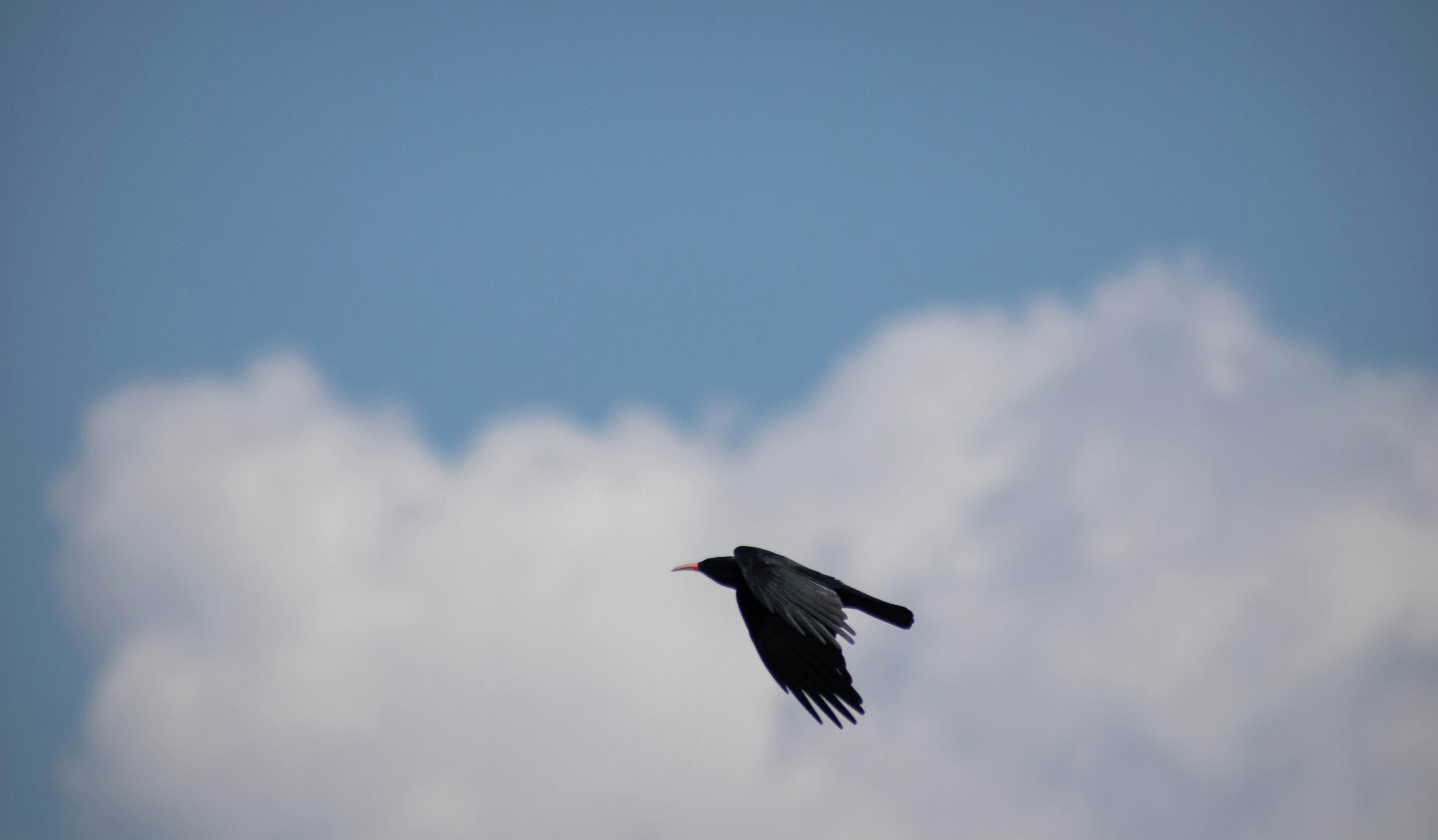 Midflight Crow Against a Cloud-Sifted Blue Sky