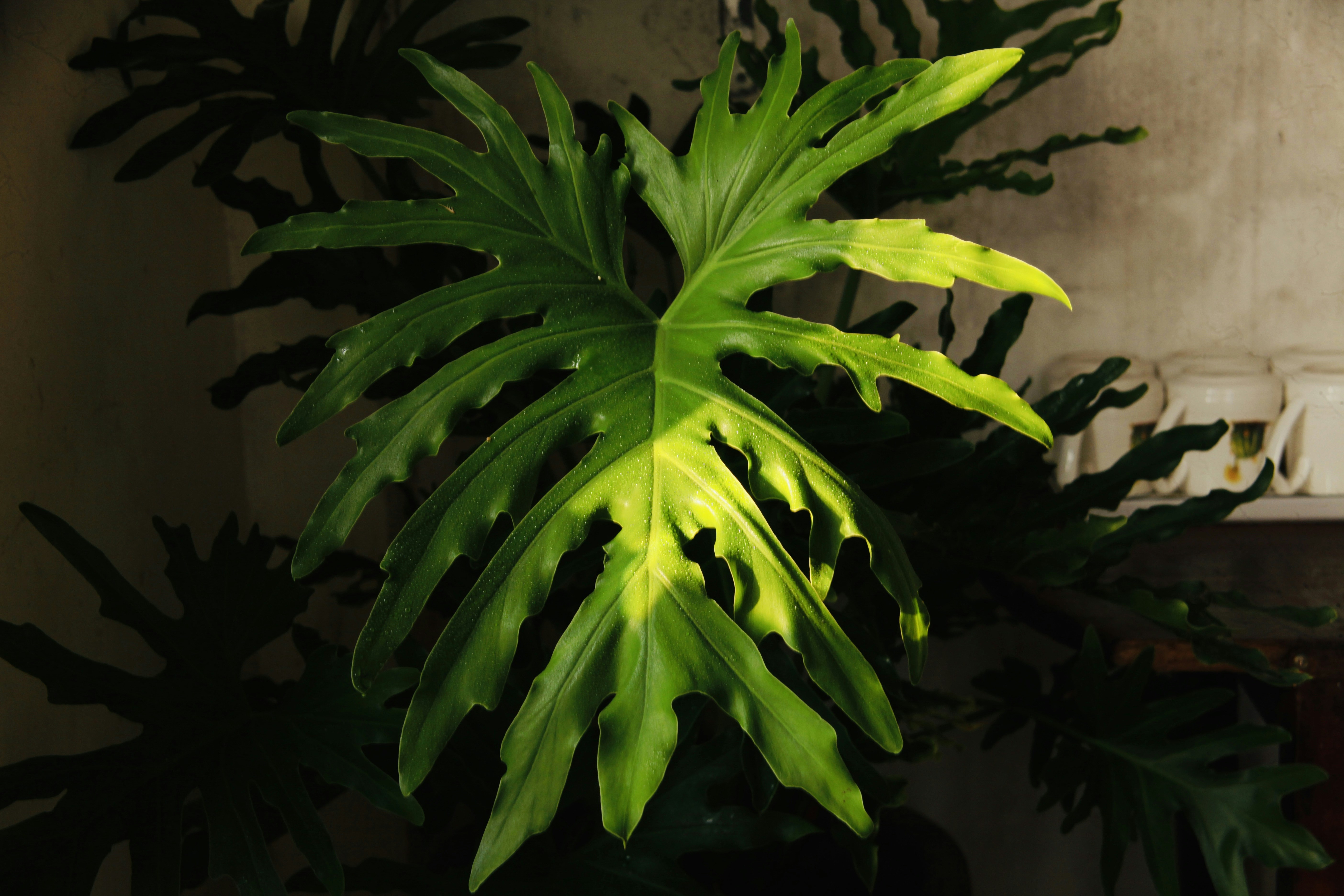 Luminous Monstera Frond in a Quiet Indoor Frame