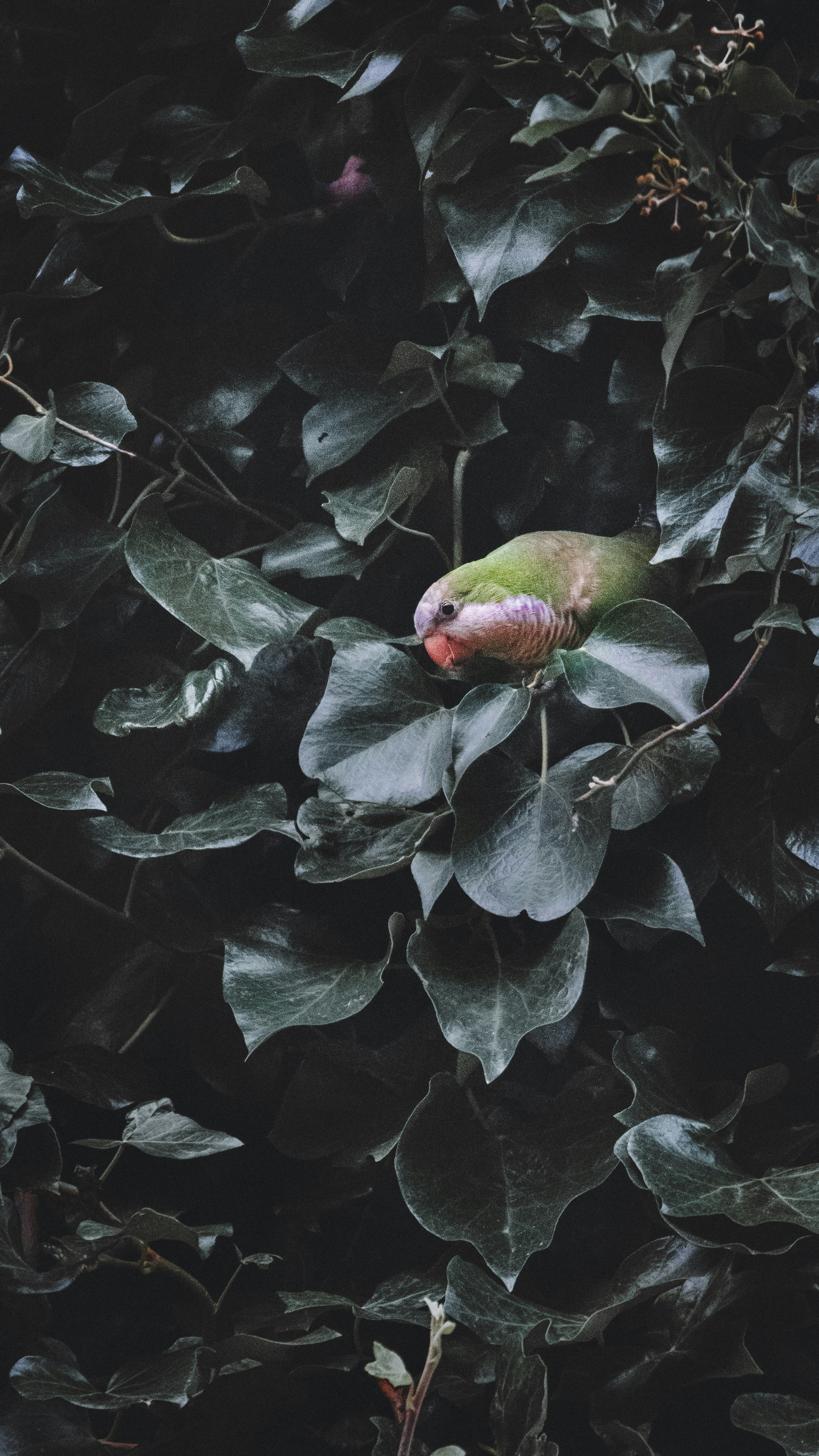 Emerald Parrot Among Dense Ivy in Quiet Light