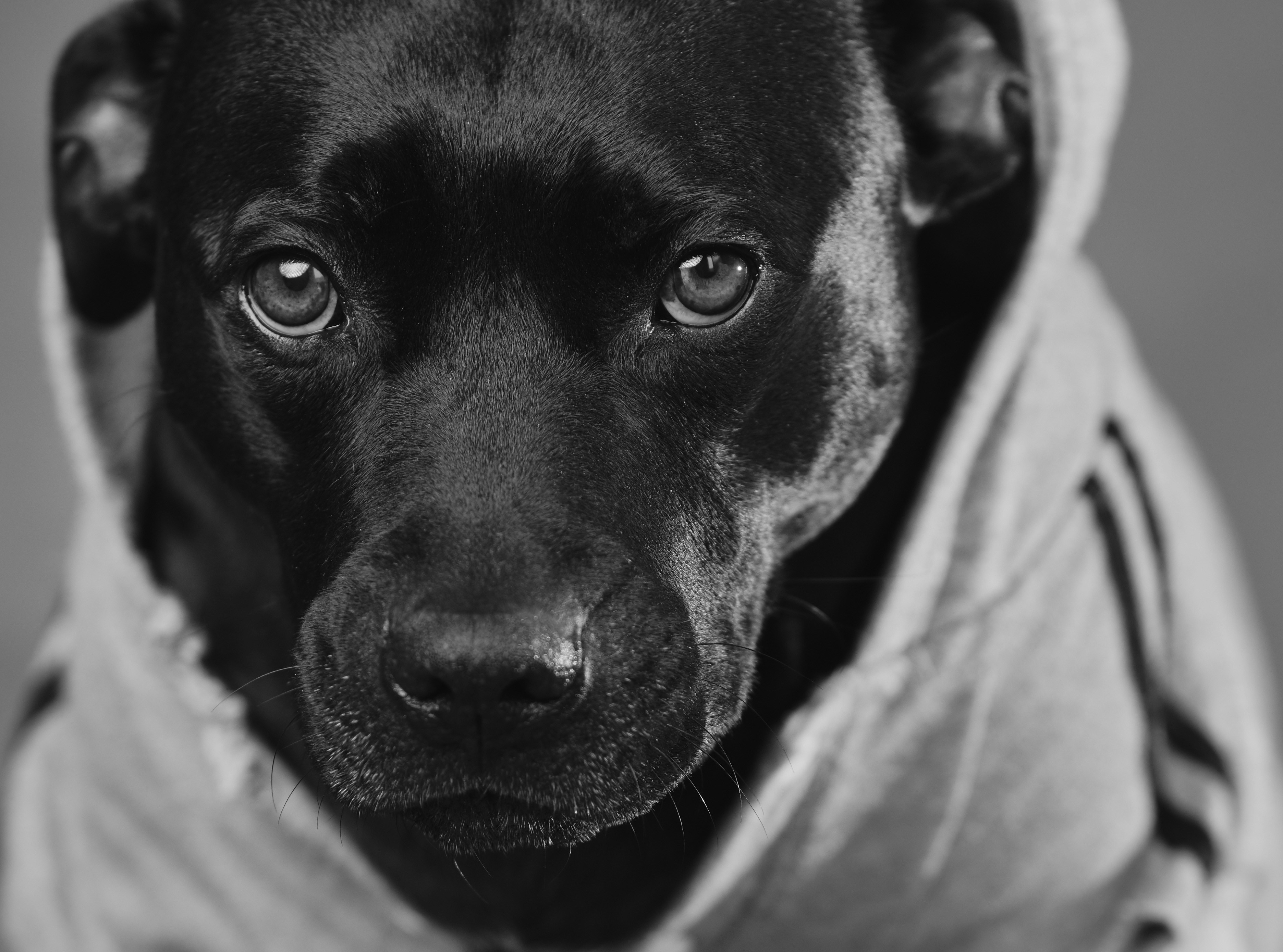 Monochrome Gaze: Hooded Dog Close-Up