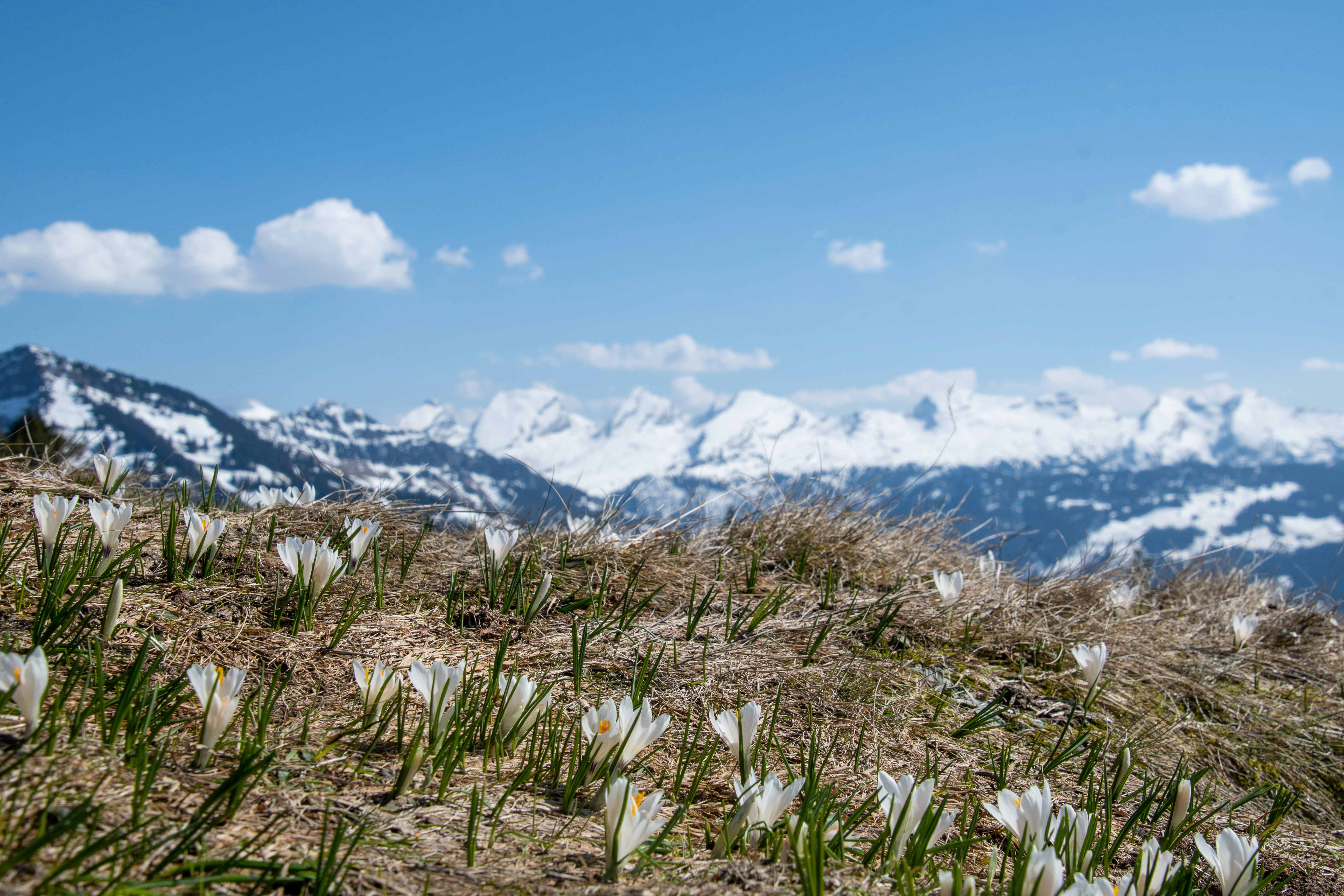 Crocus Vernus in Front of the Churfirsten Mountains in Switzerland