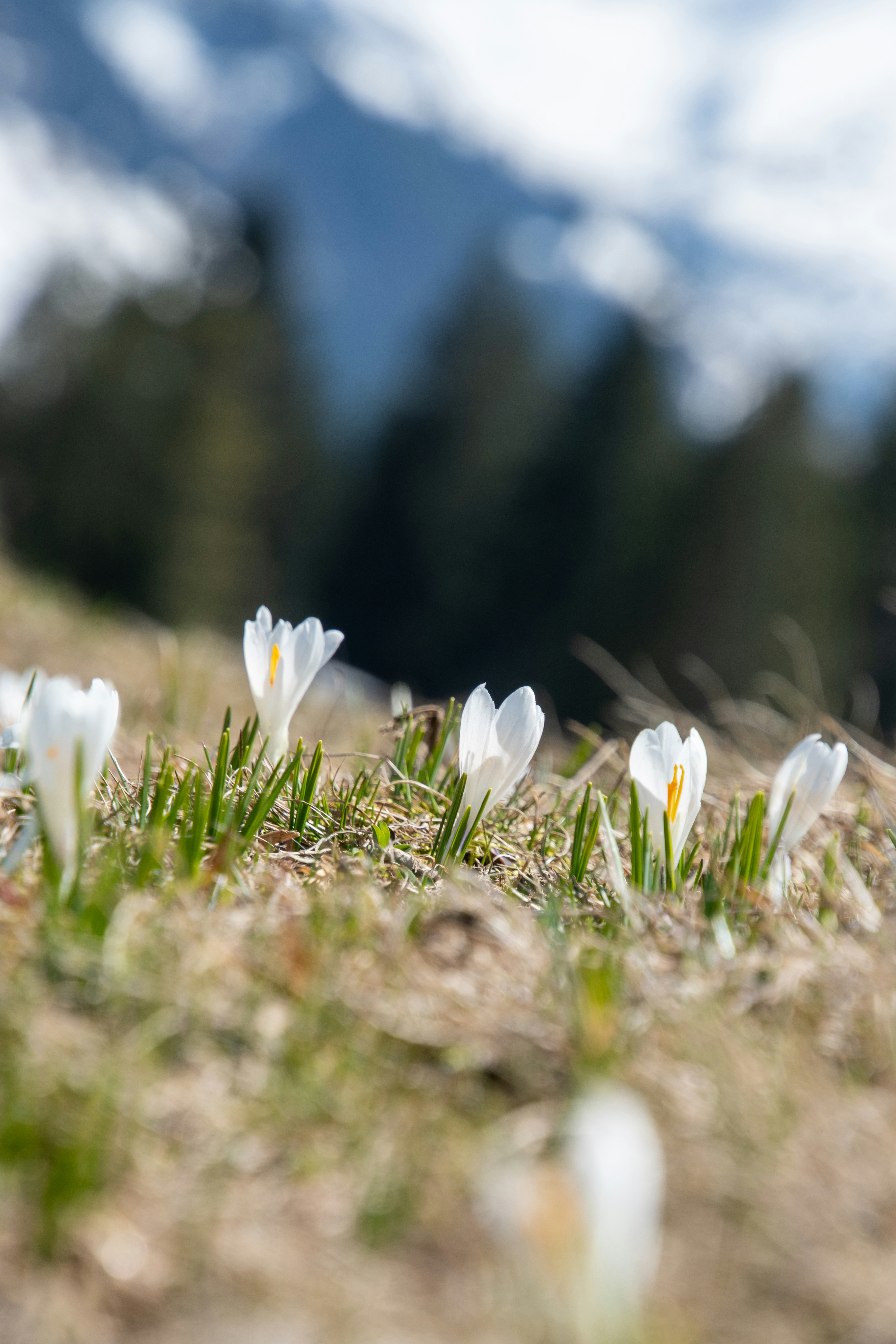 First Light on Spring Crocus: Delicate Whites in Focus, Blur Beyond