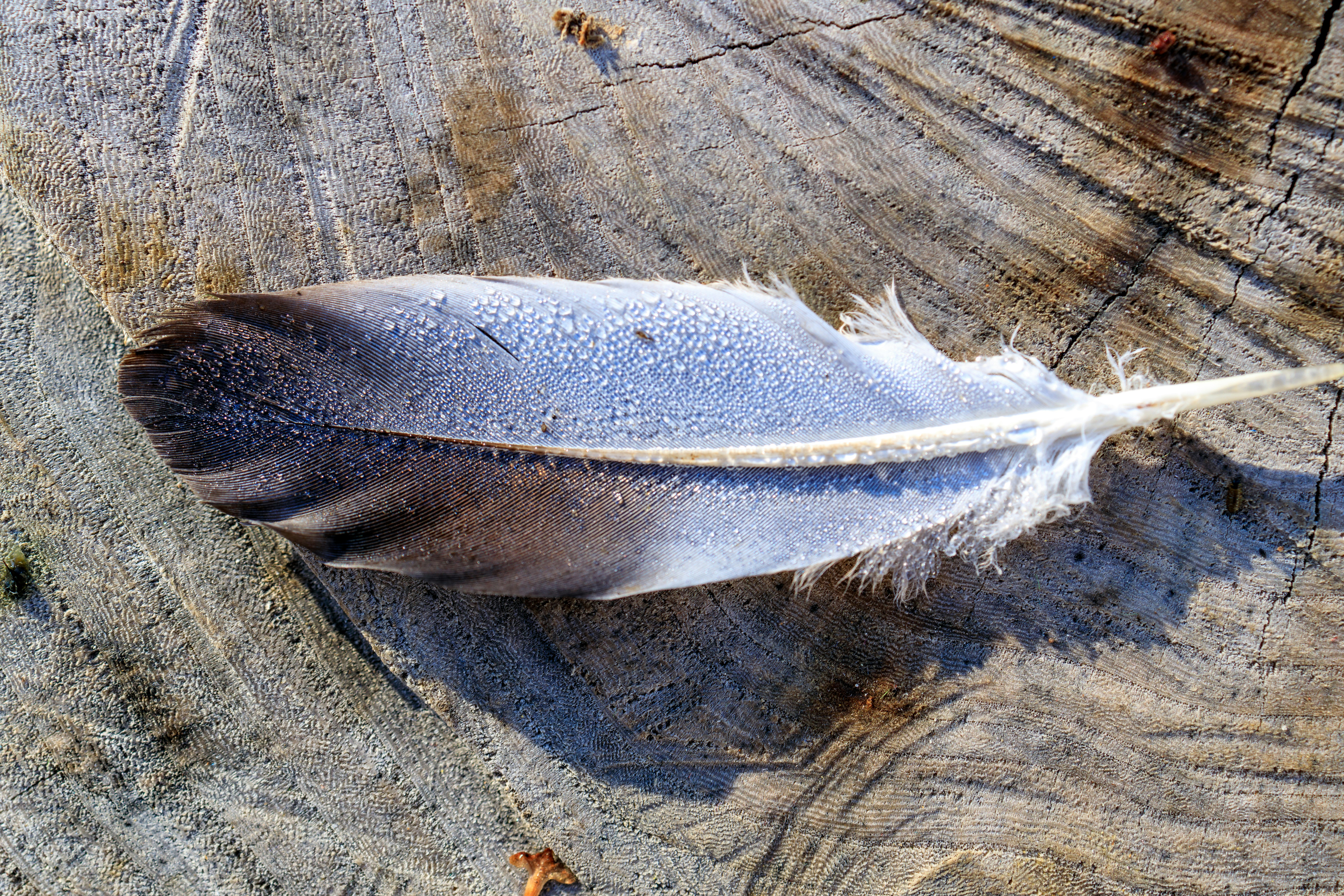 A single feather adorned with morning dew rests on a wooden surface, showcasing intricate details and textures.