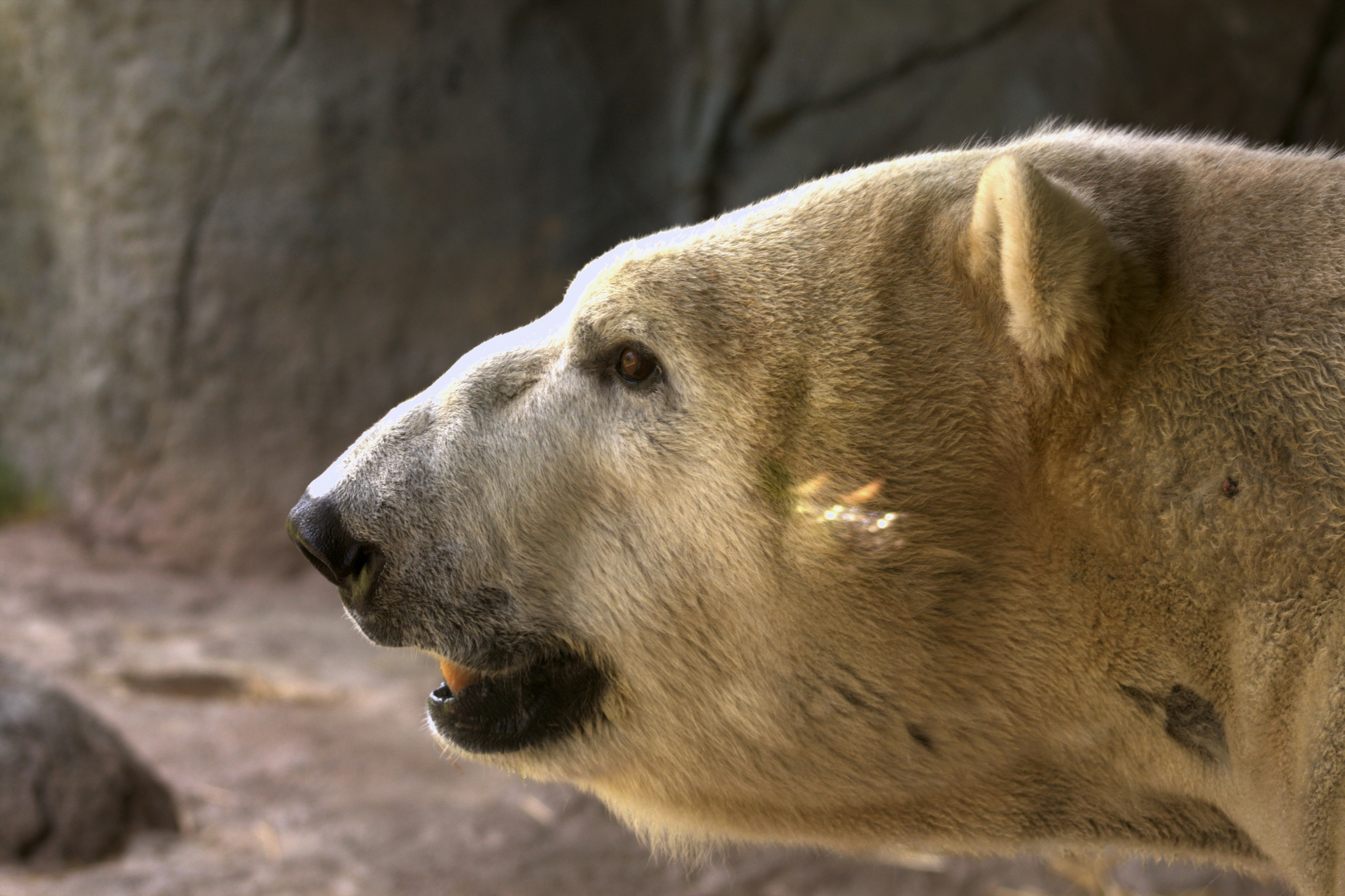 Close-up of a polar bear's head showcasing its distinct features and expression against a natural backdrop.
