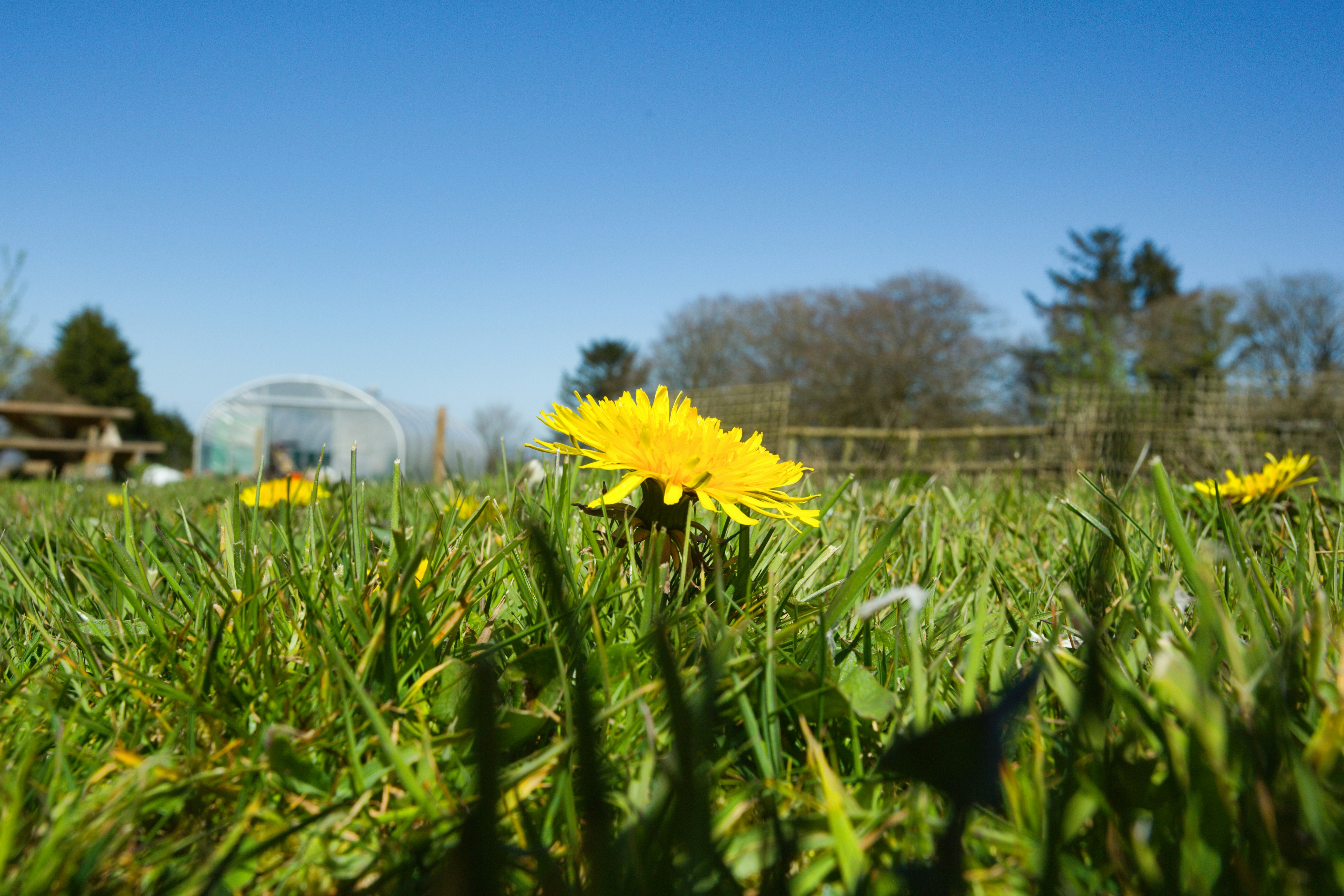 Low-angle Yellow Bloom: A Sunlit Meadow in Focus