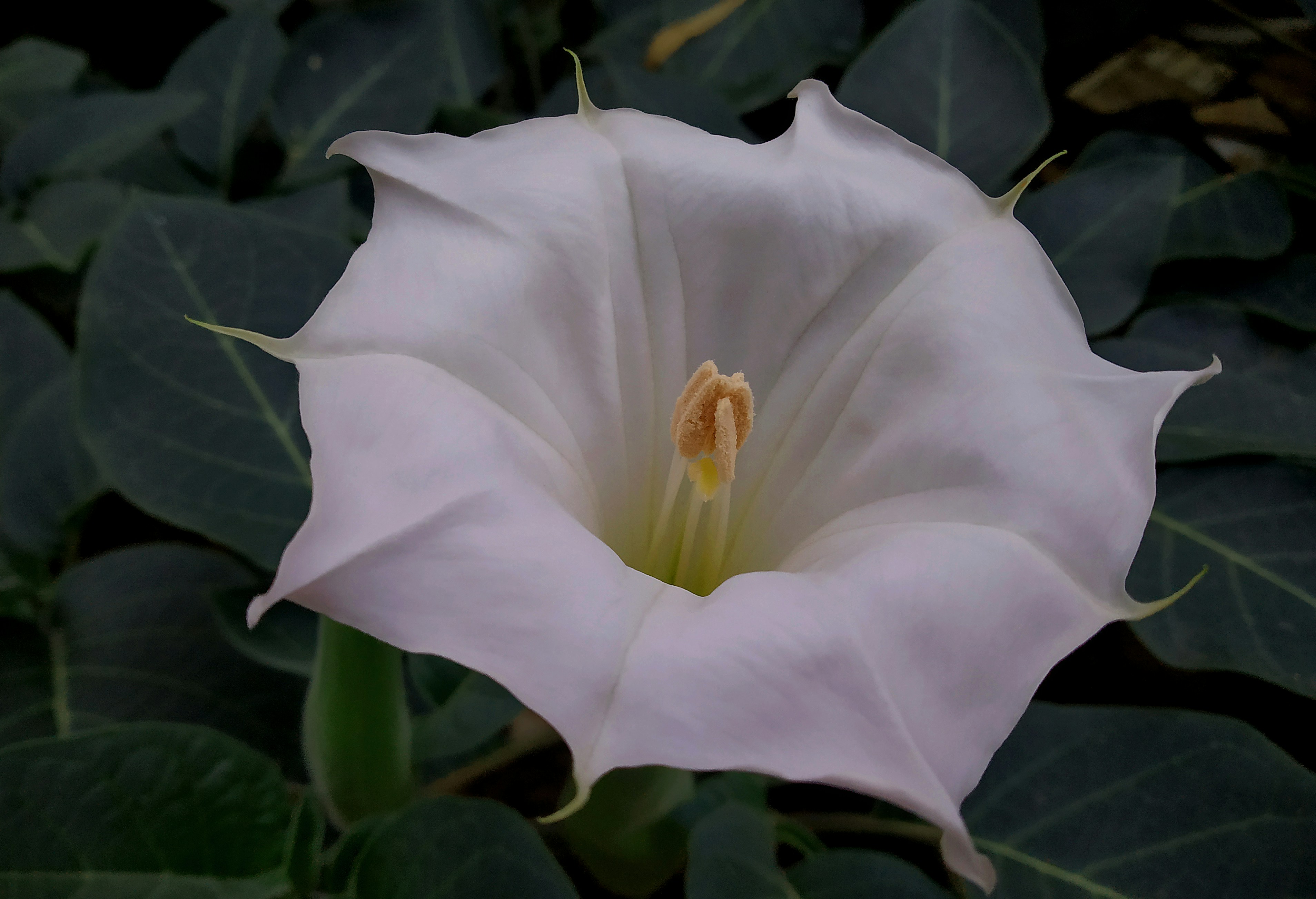 Close-up of a white trumpet-shaped bloom with a pale green throat and prominent yellow stamens. It is framed by dark green leaves.