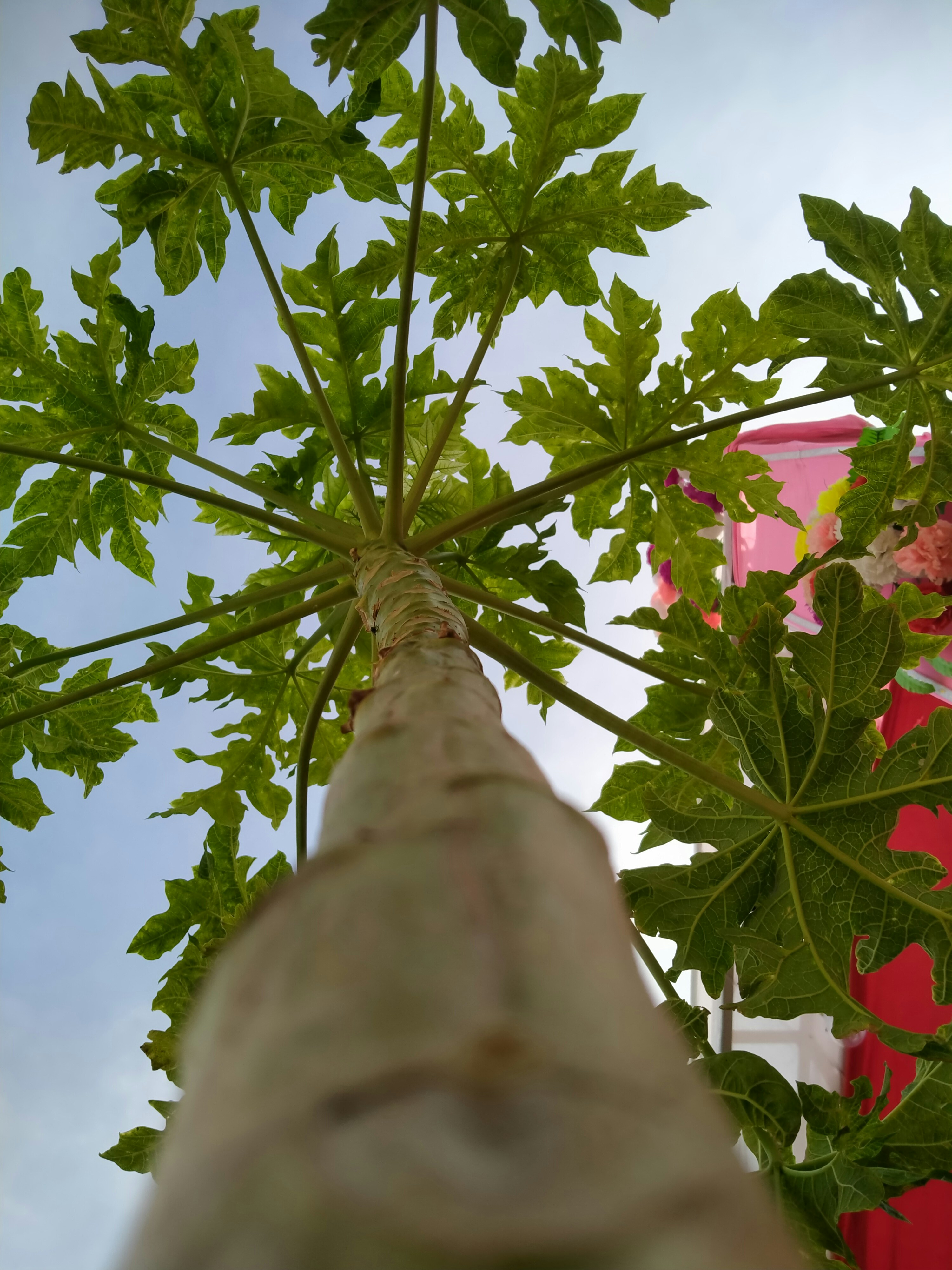 From ground level, a papaya tree trunk rises toward a canopy of lobed leaves against a pale sky. The shot emphasizes the crown's radial symmetry and upward perspective.