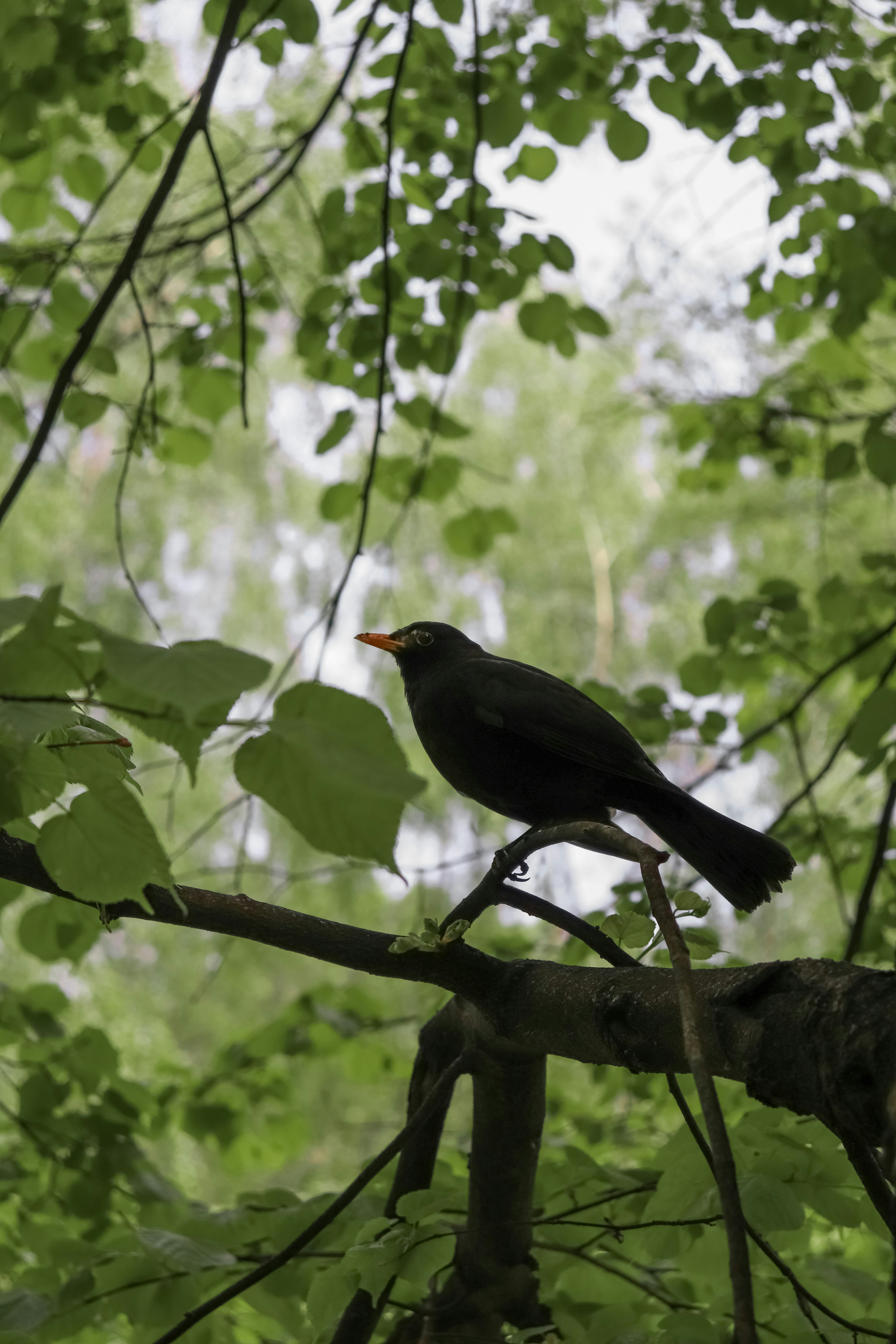 Blackbird perched on a branch, surrounded by lush green leaves in a tranquil forest setting.