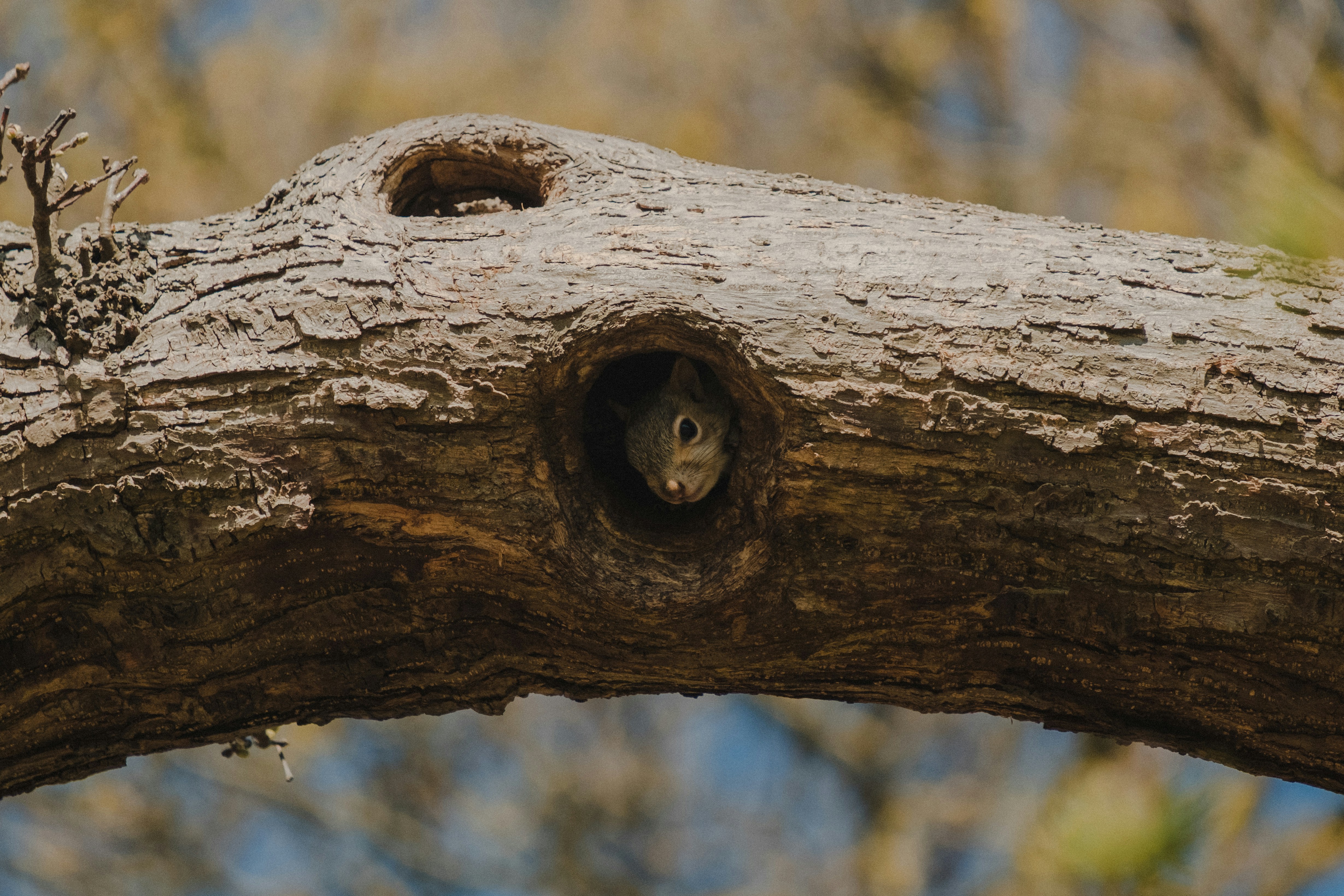 Hollow Log Watcher: A Tiny Forest Observer Peering Through Bark