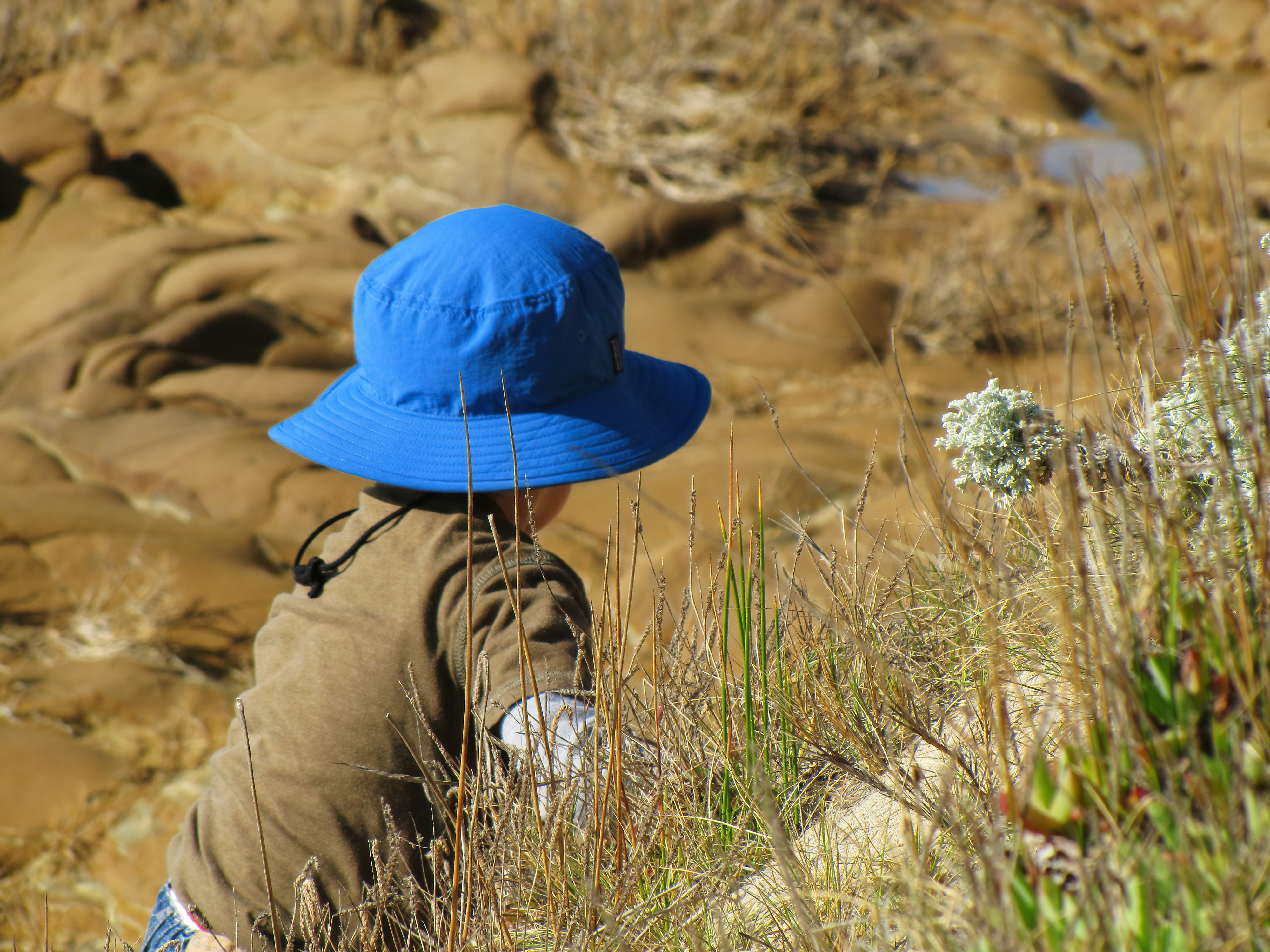 Child in a blue hat reaching towards a cluster of wildflowers near rocky terrain. The scene captures a moment of curiosity and discovery.