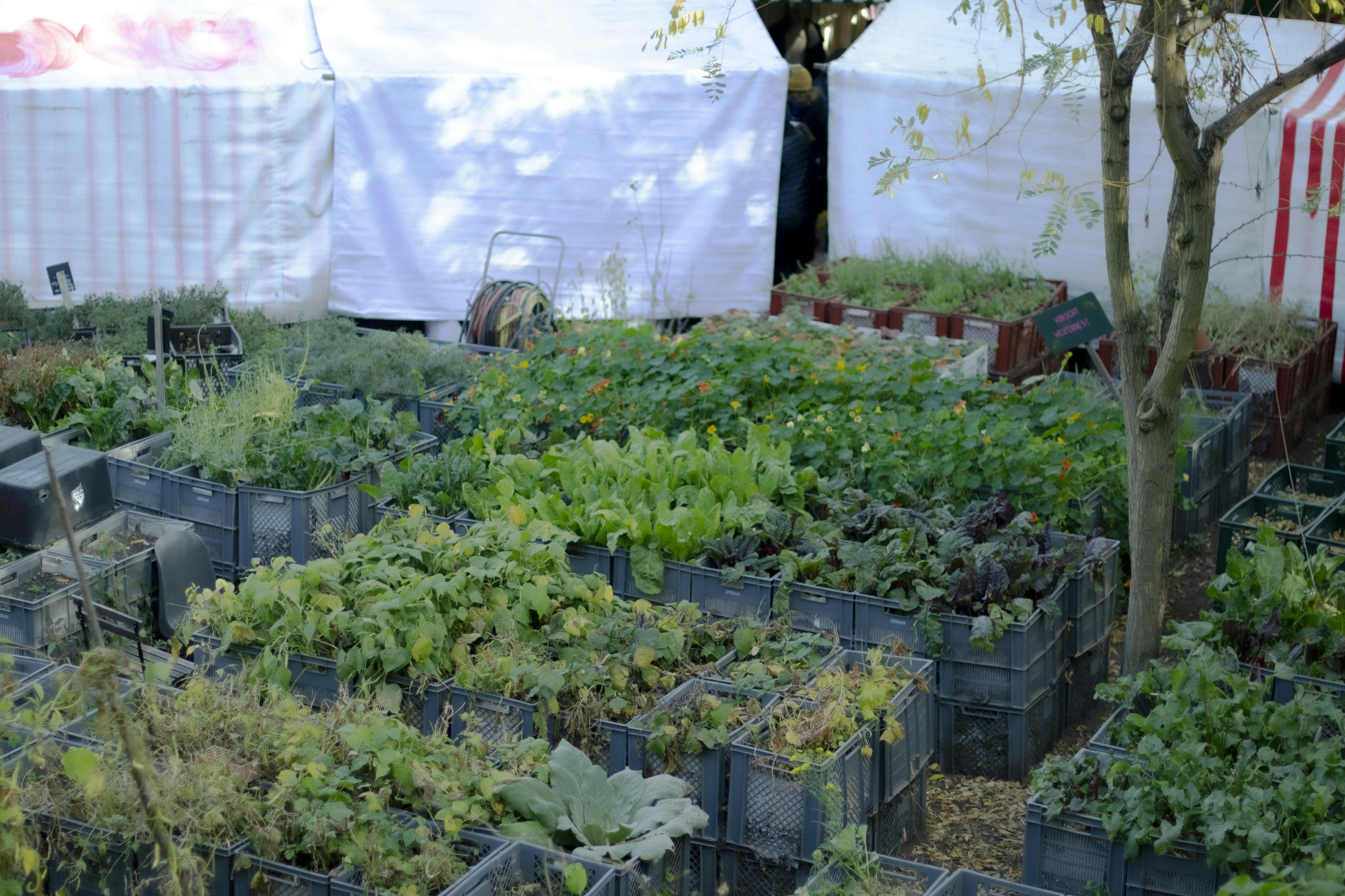 Vibrant array of plants and herbs in crates at a bustling market, showcasing the richness of local produce.