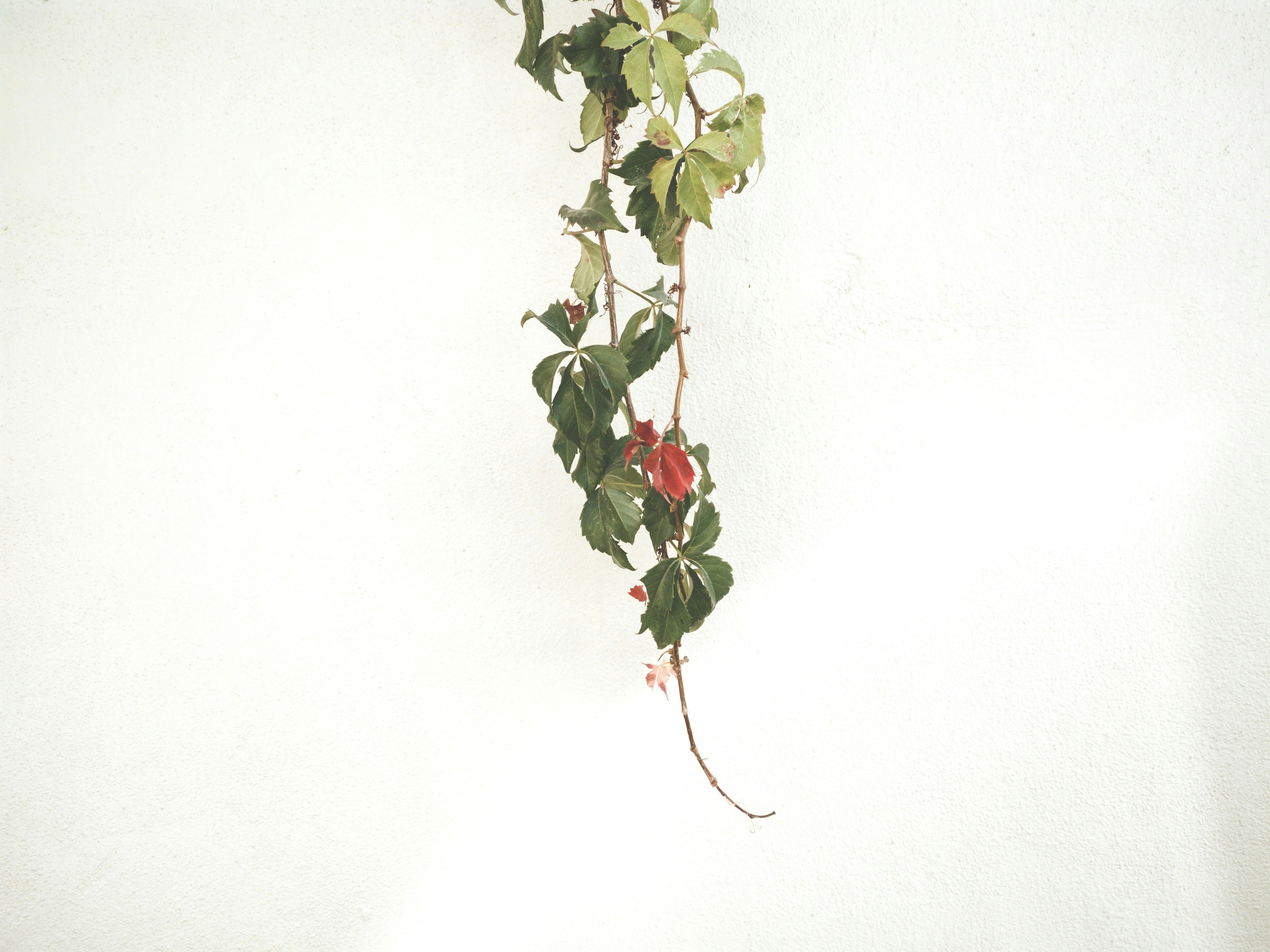 Plante verte et rouge sur fond blanc photo – Photo Facile Gratuite sur ...