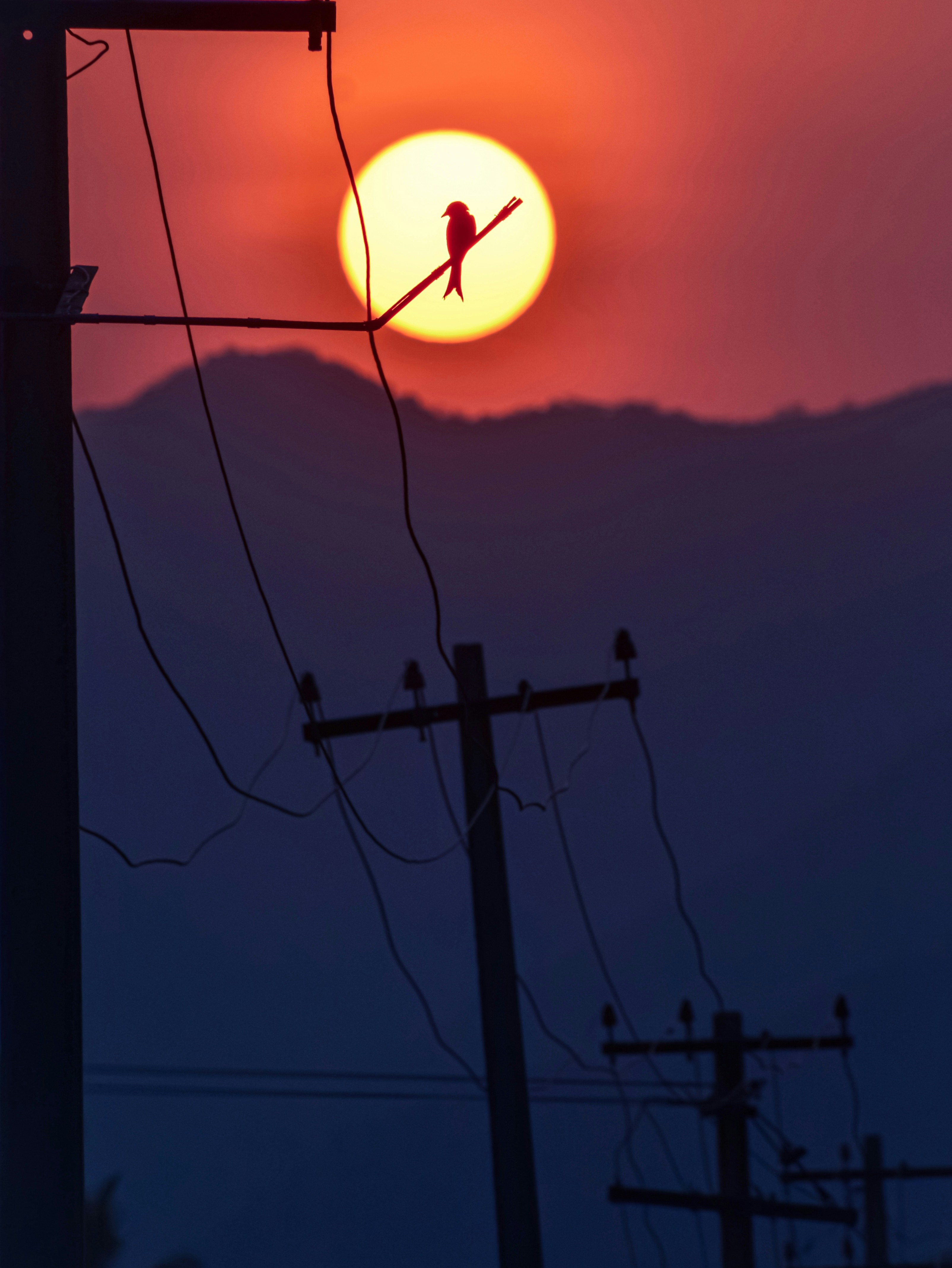 Silhouette on the Wires: Bird and Sunset Choreography