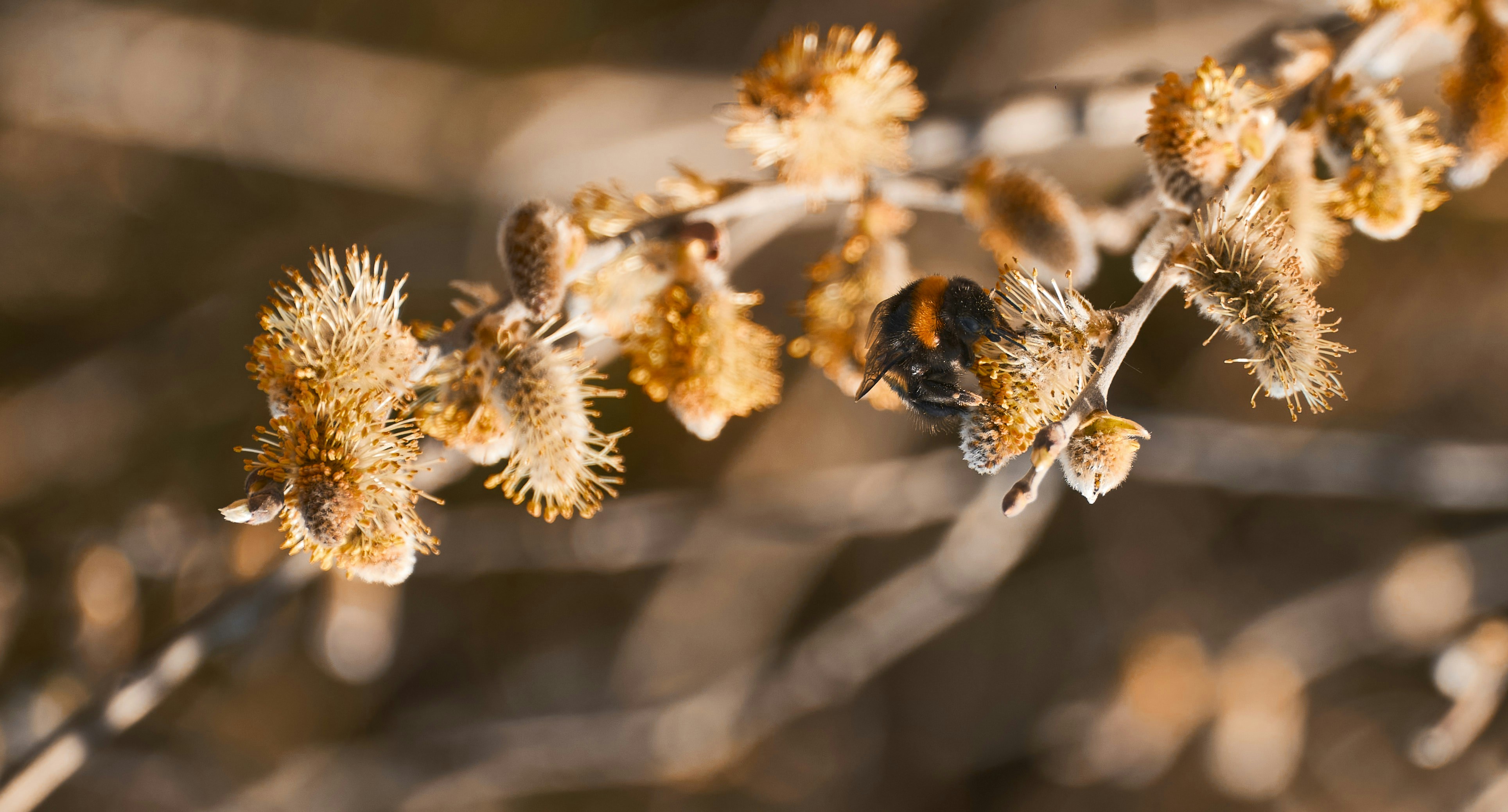 Beetle Among Woolly Seed Heads in Warm Sunlight