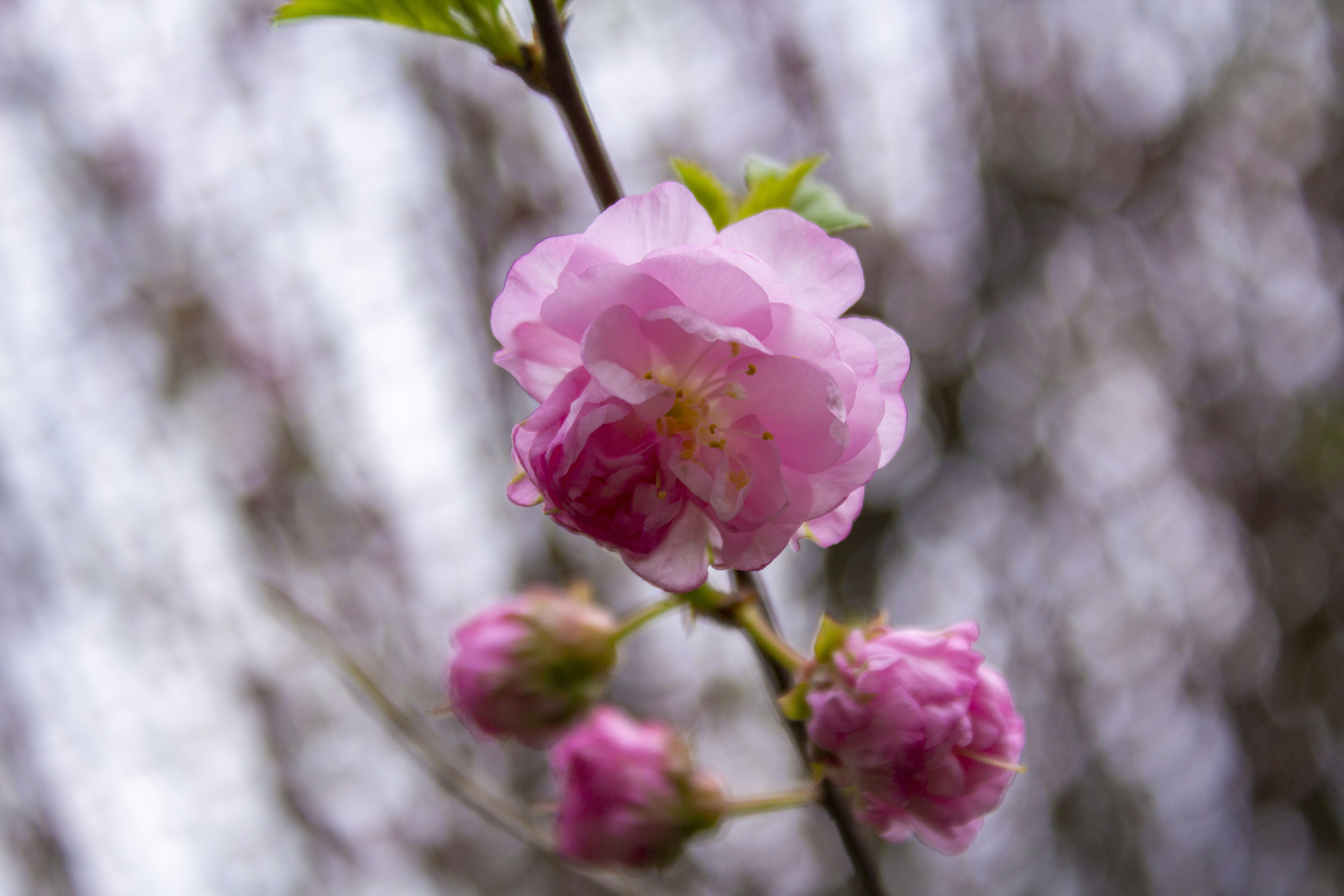 Delicate pink cherry blossoms bloom amidst a soft, blurred background, capturing the essence of spring's renewal.