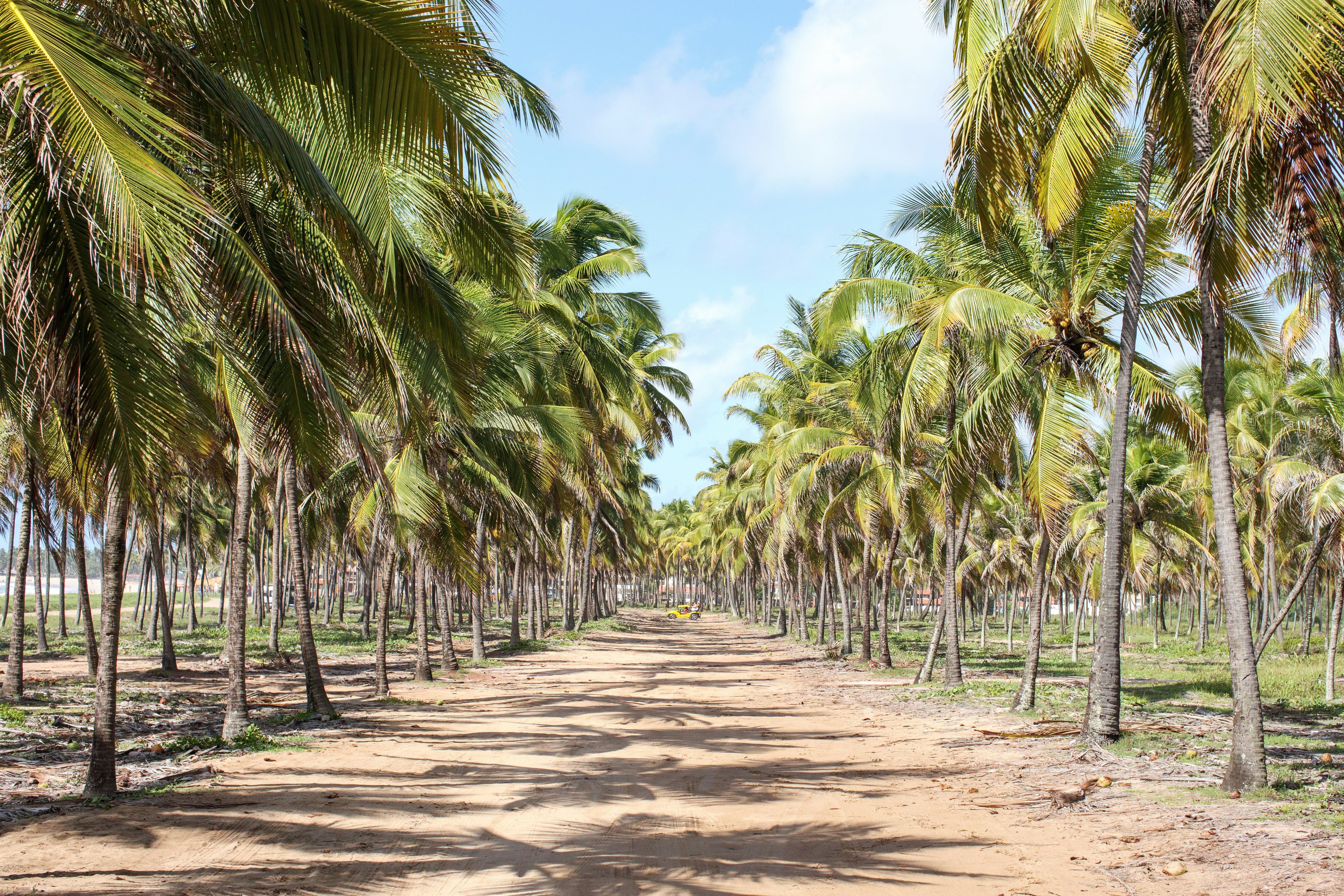 Horizon Through a Palm-Tree Avenue