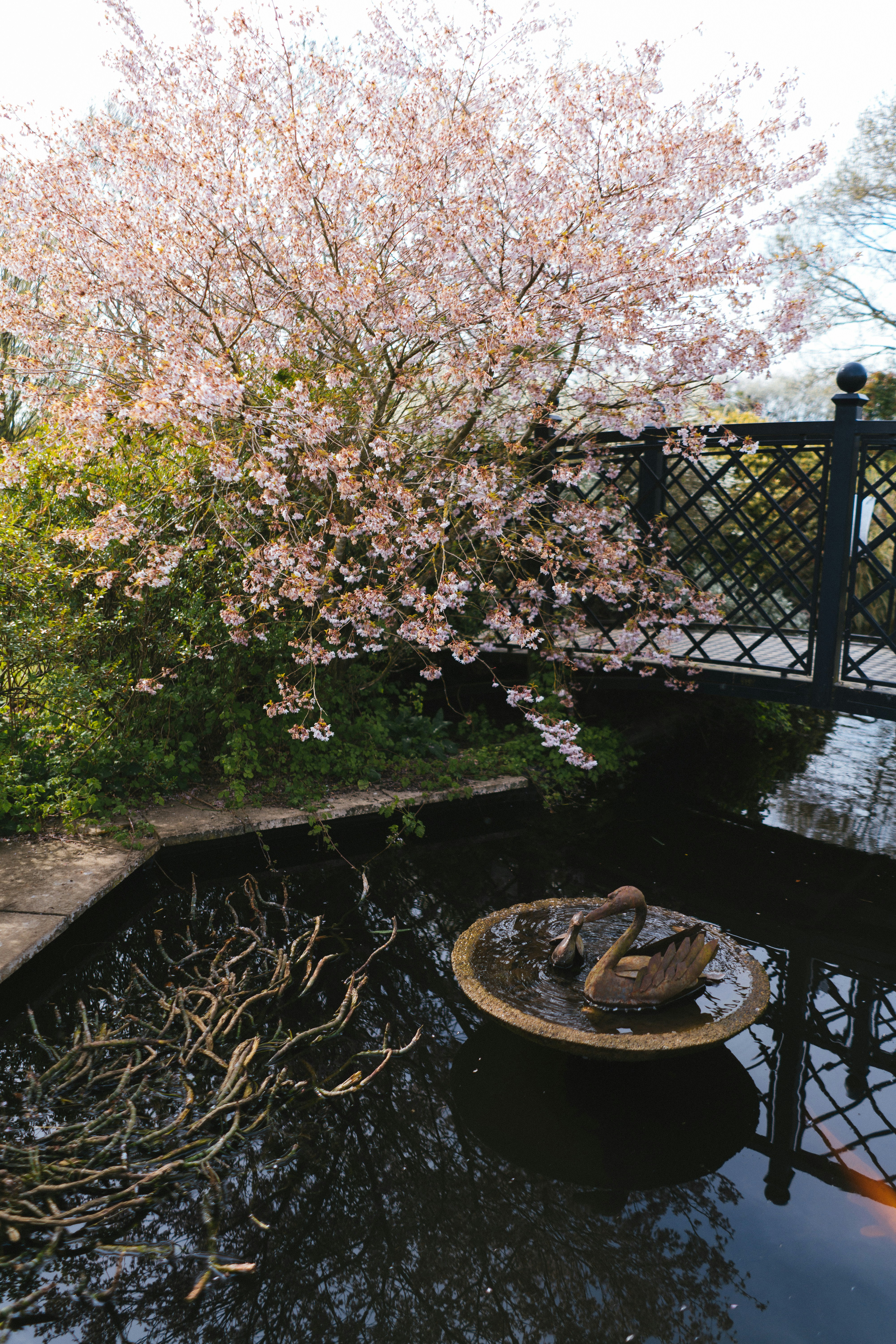 Blossoms Over the Still Pond by a Wrought-Iron Bridge