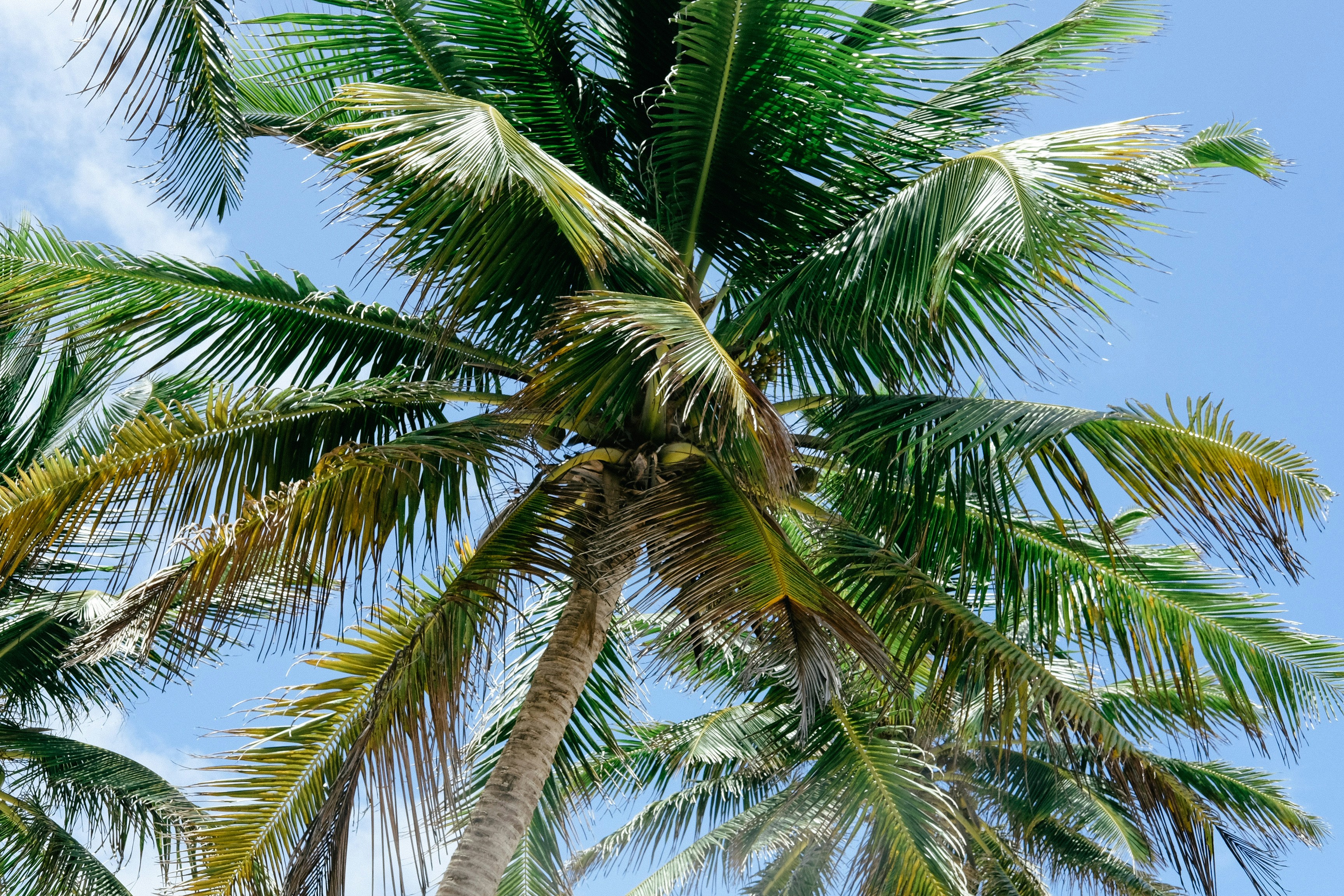 Lush palm trees stretch skyward, their fronds swaying gently against a bright blue sky. The interplay of light and shadow creates a vibrant tropical atmosphere.