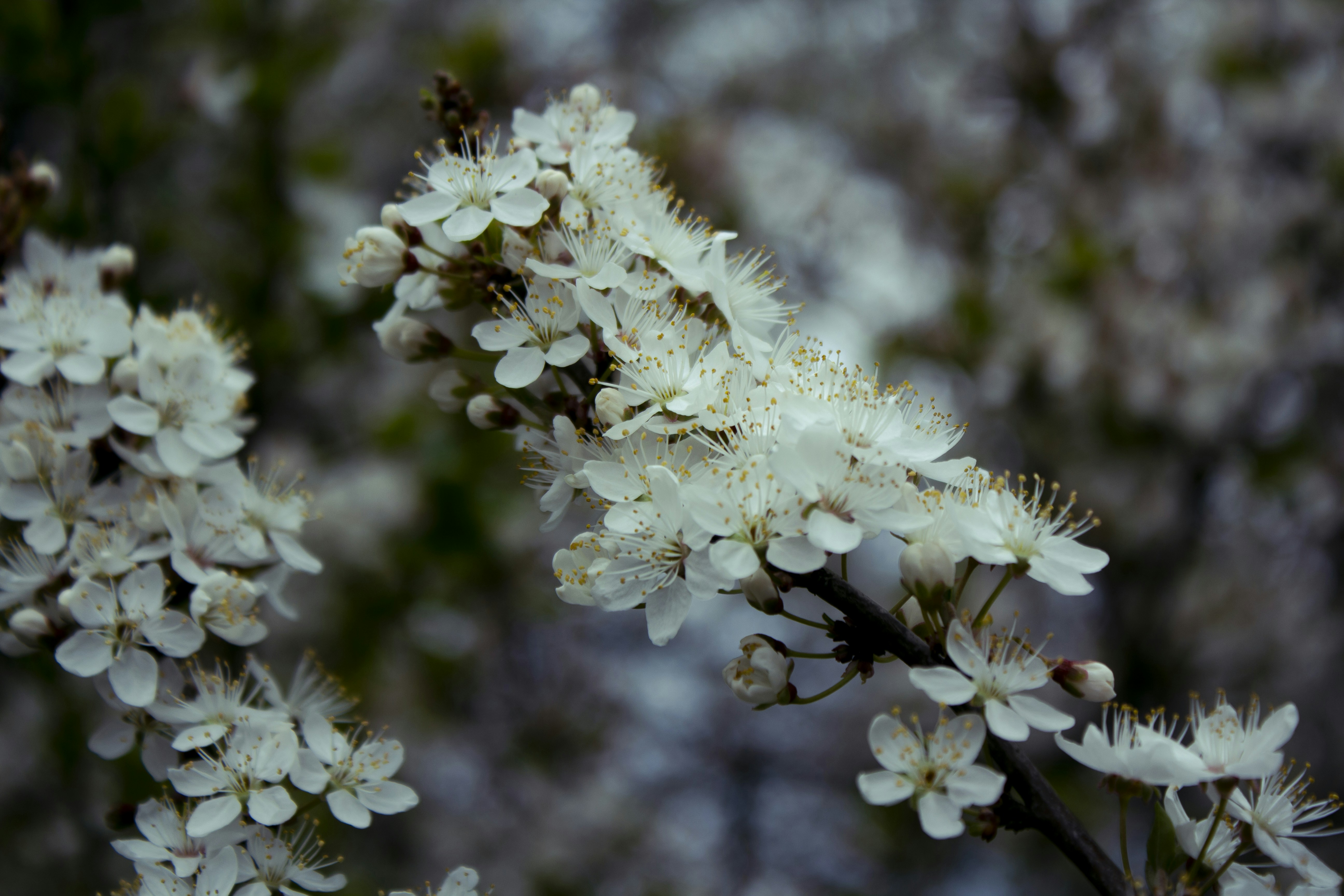 Whispering Petals: a close-up study of spring on a shadowed branch