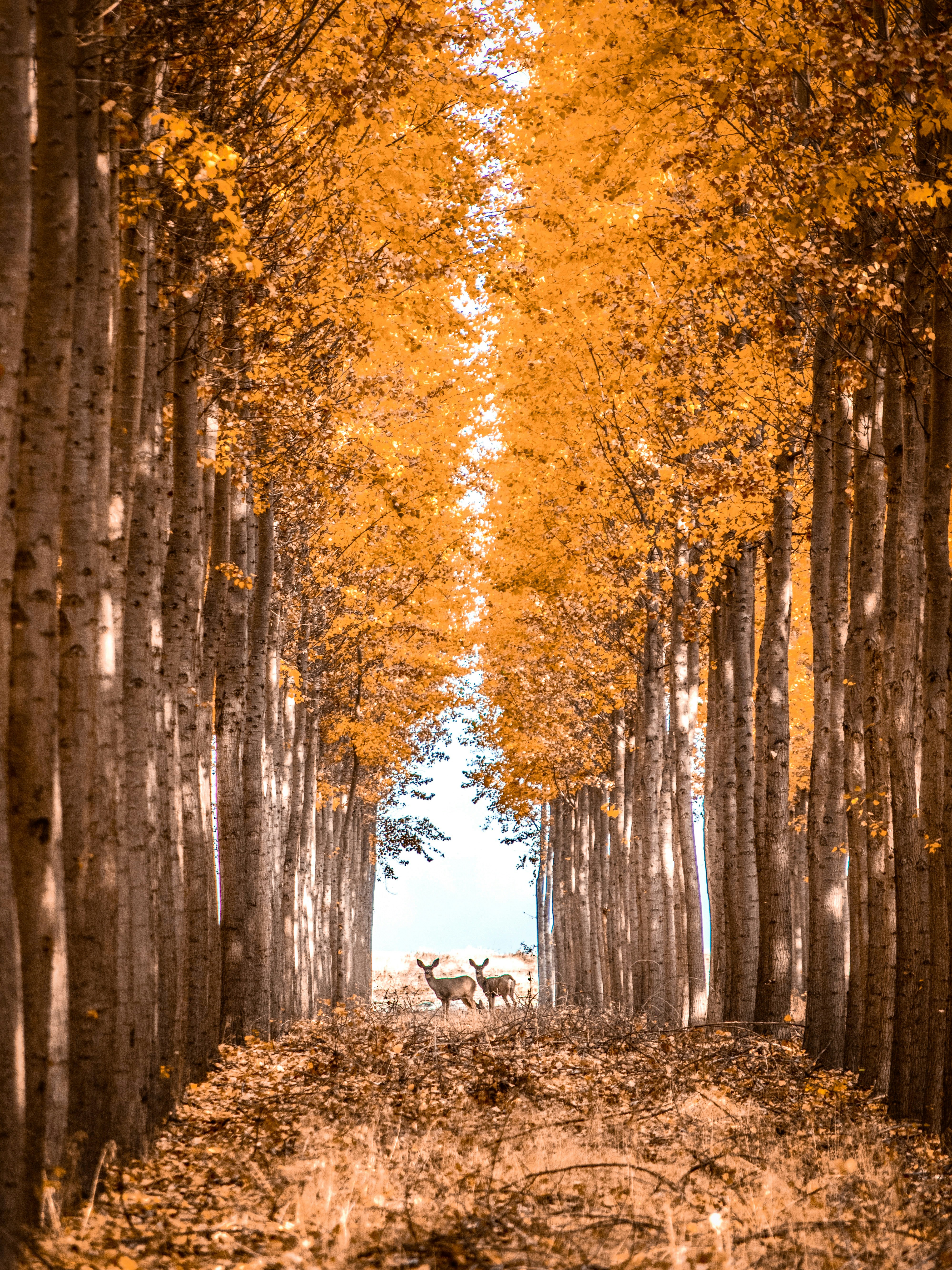 Amber Aisle: Two Deer at the End of a Sunlit Forest Path