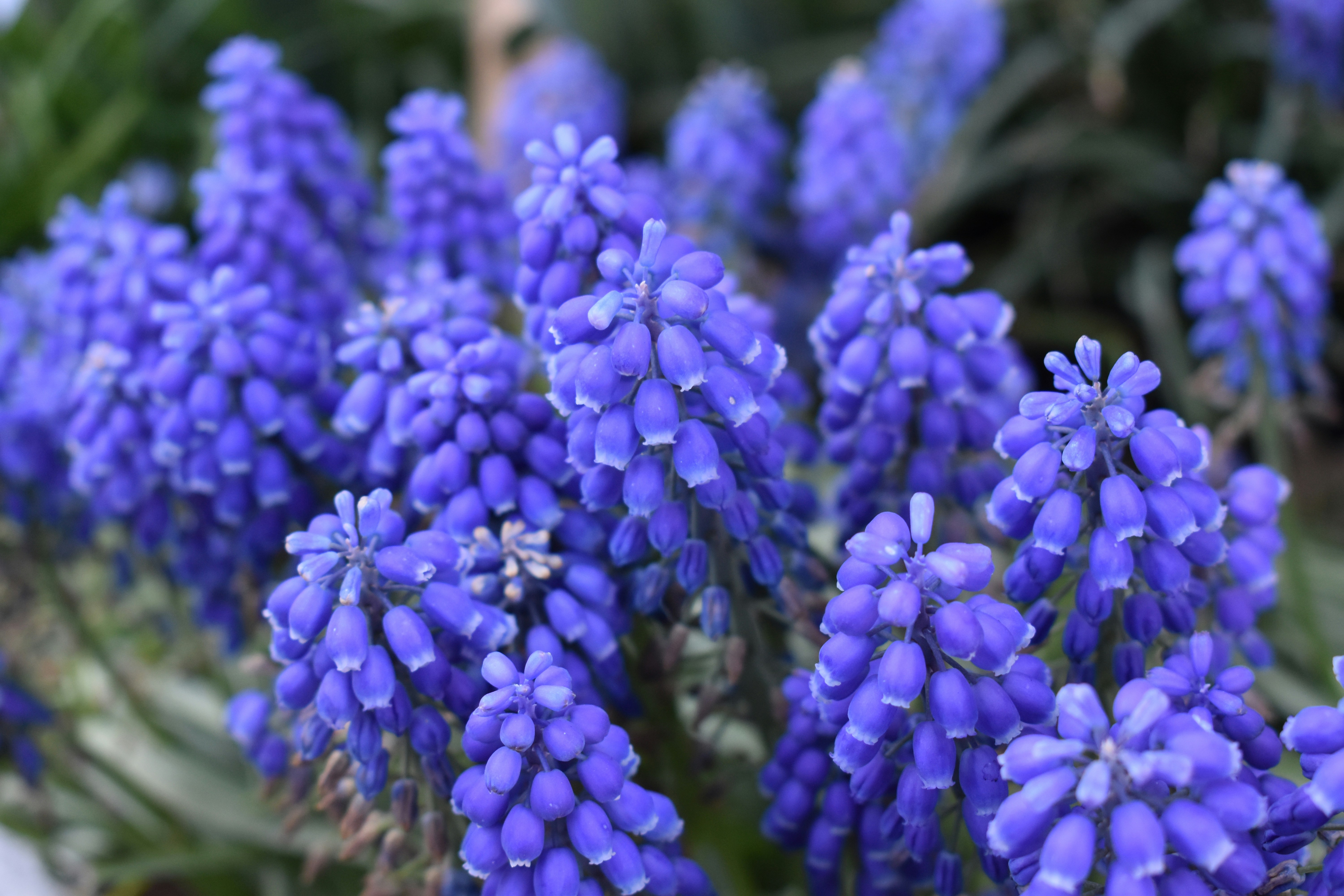 Indigo Bells: Close-Up of Grape Hyacinth Clusters