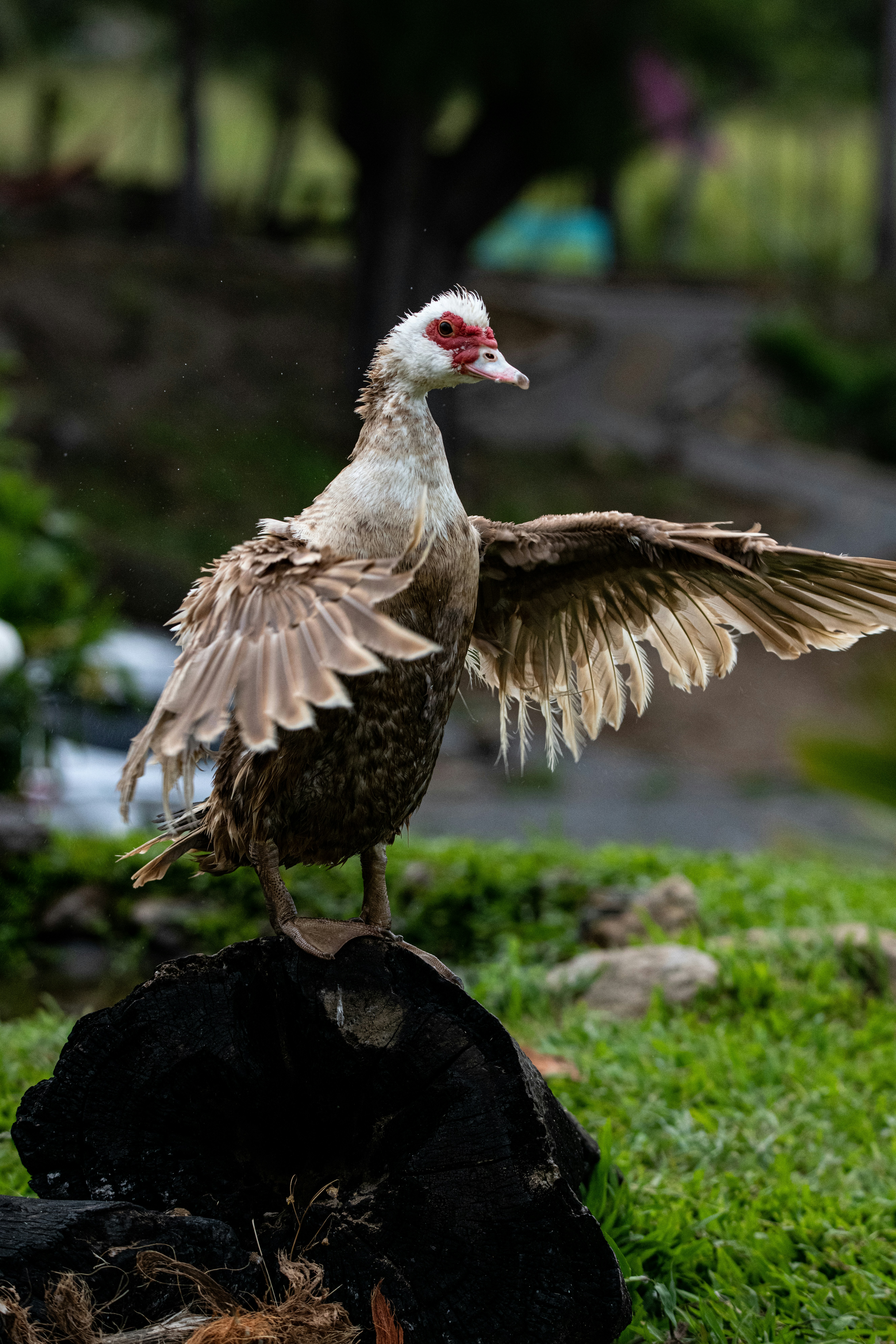 Pose on the Post: A Duck’s Winged Embrace