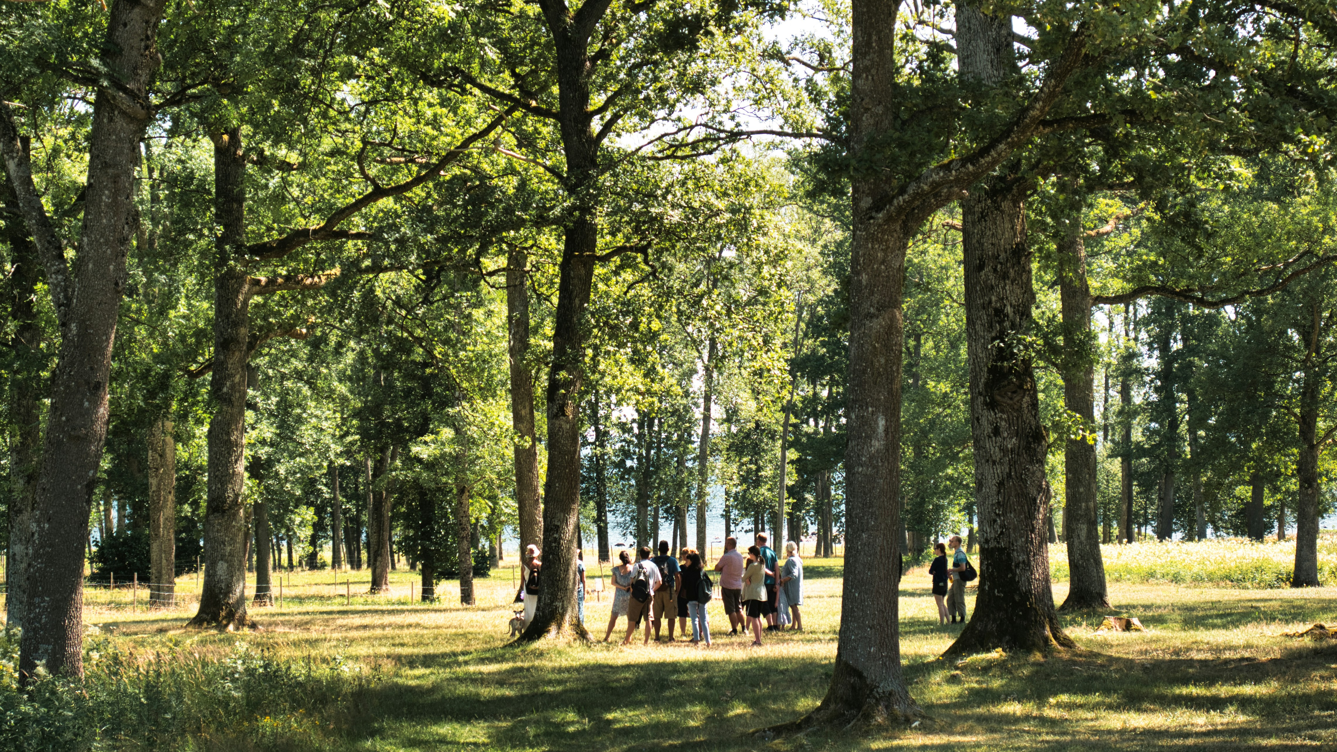 People walking on green grass field surrounded by green trees during ...