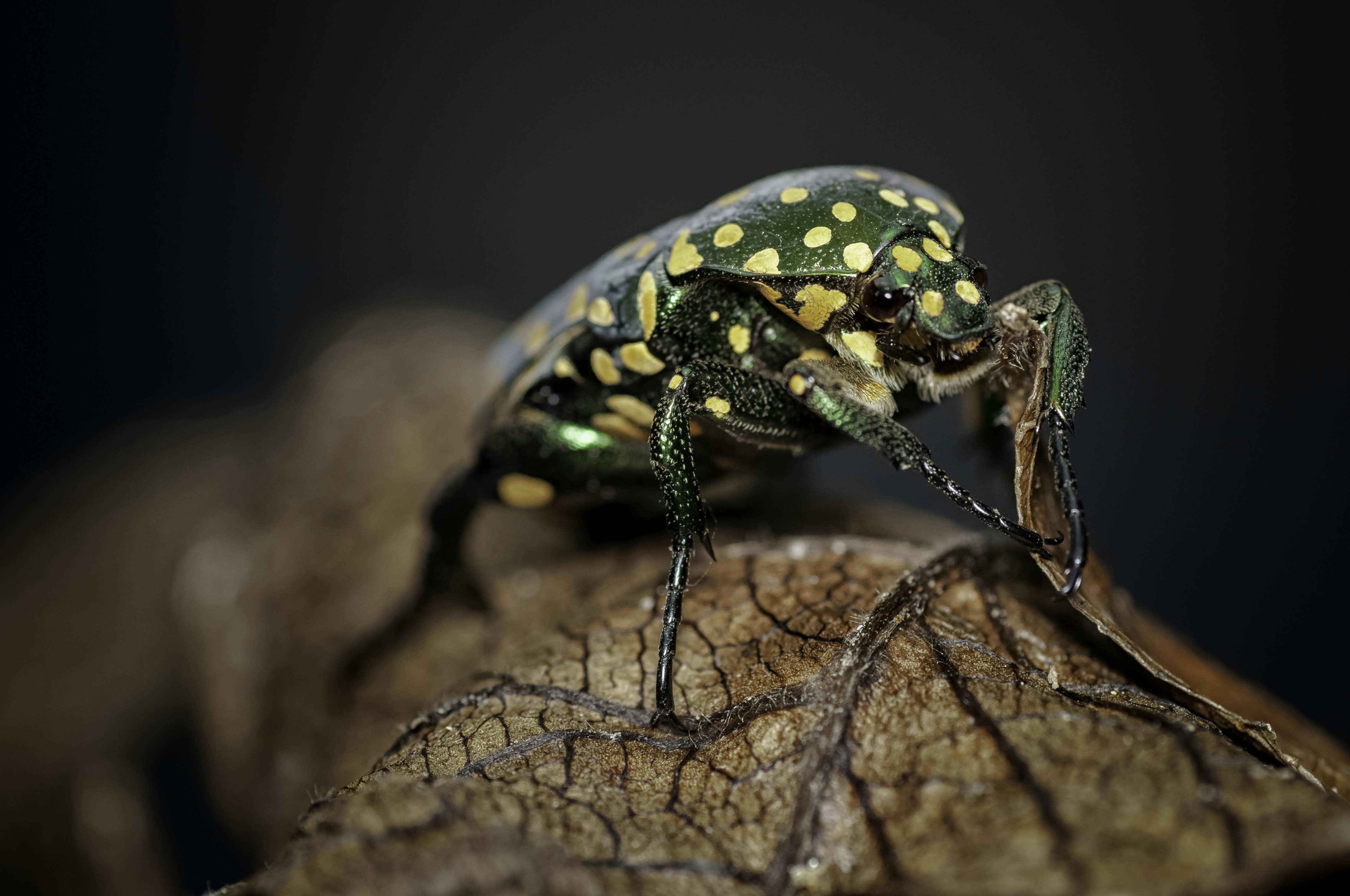 Emerald-Dappled Shield Beetle on a Brittle Autumn Leaf