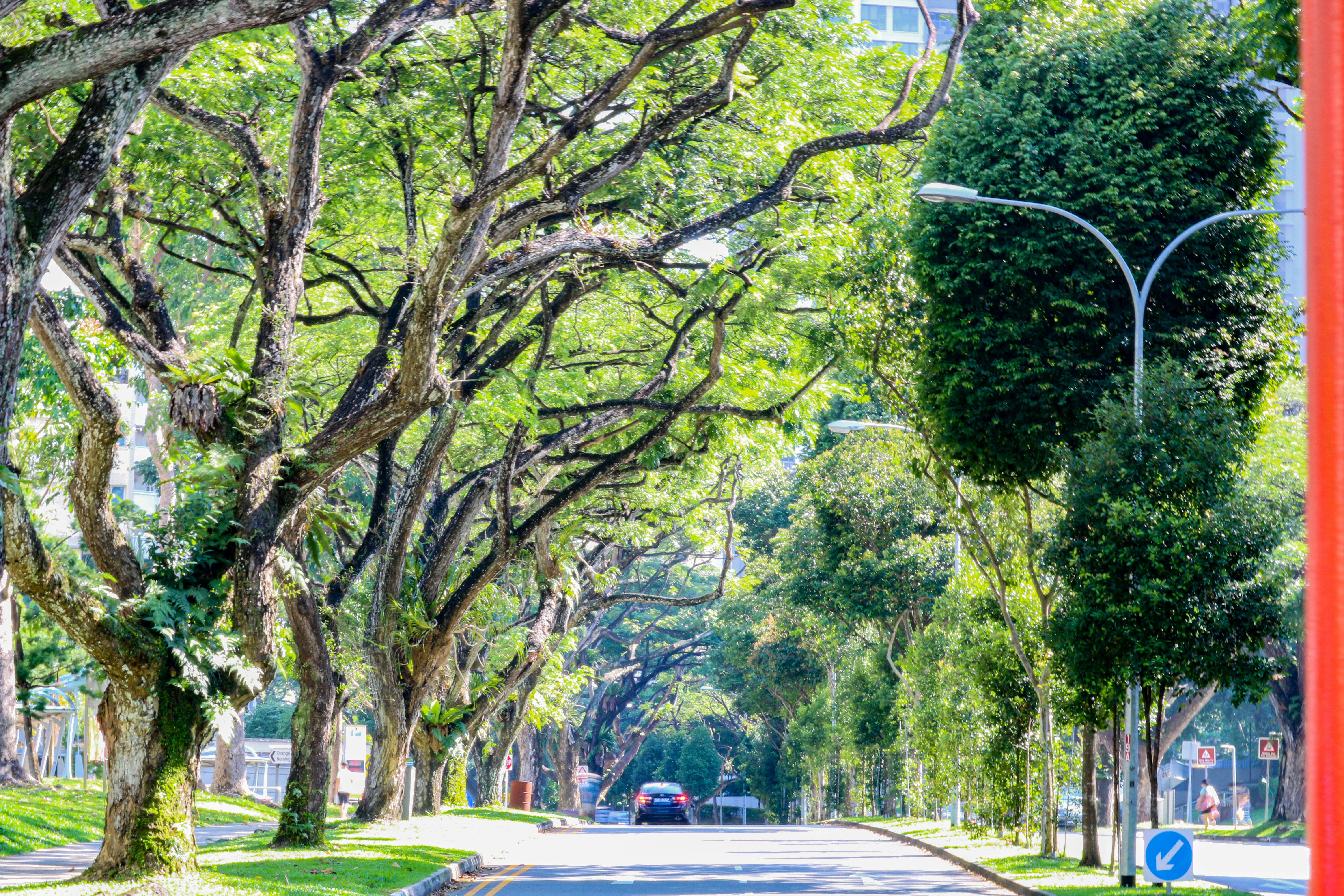 Green trees beside road during daytime photo – Free Clementi ave 4 ...