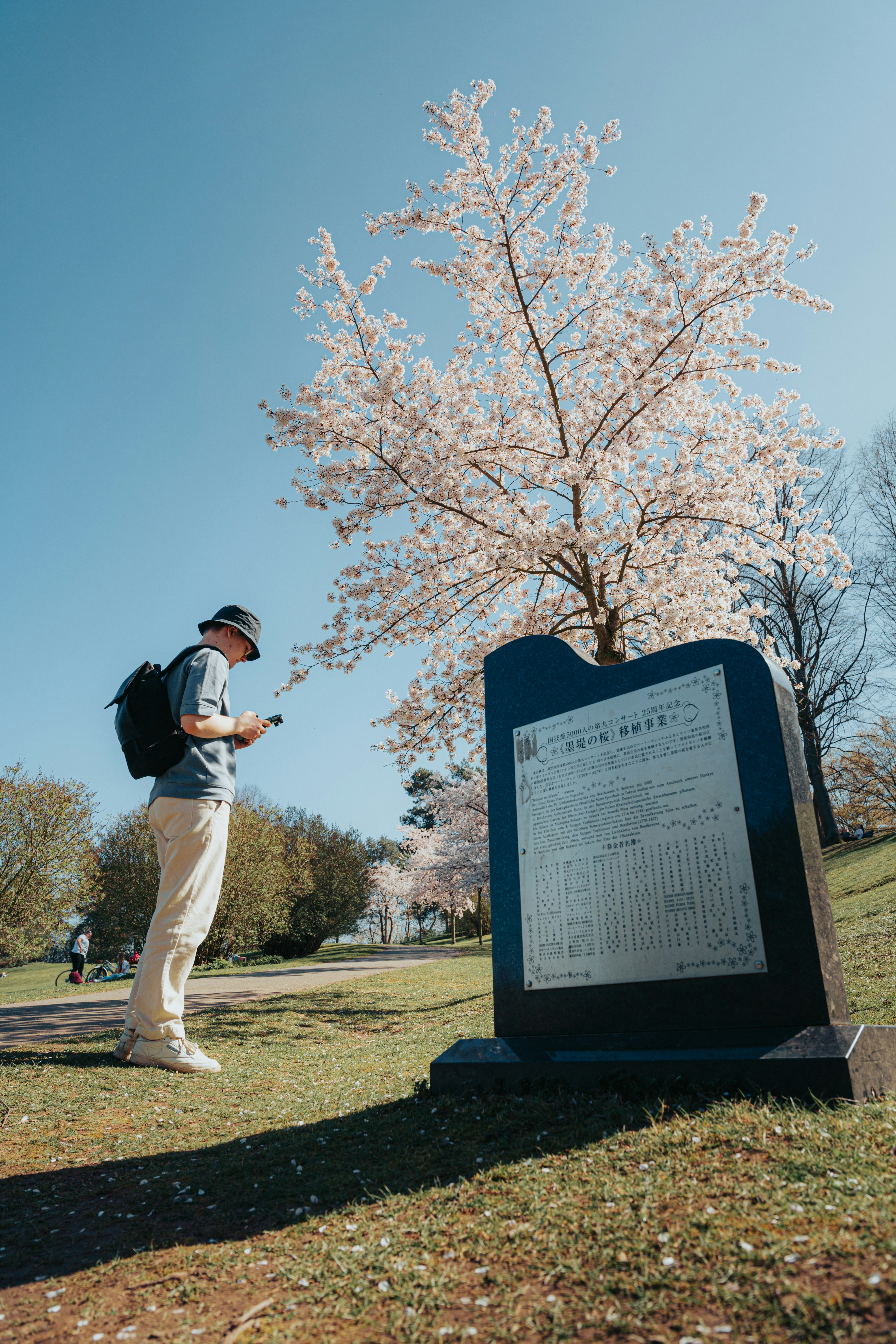 Cherry Blossom Sentinel: A Traveler with a Notebook Beneath Spring's Blue Sky