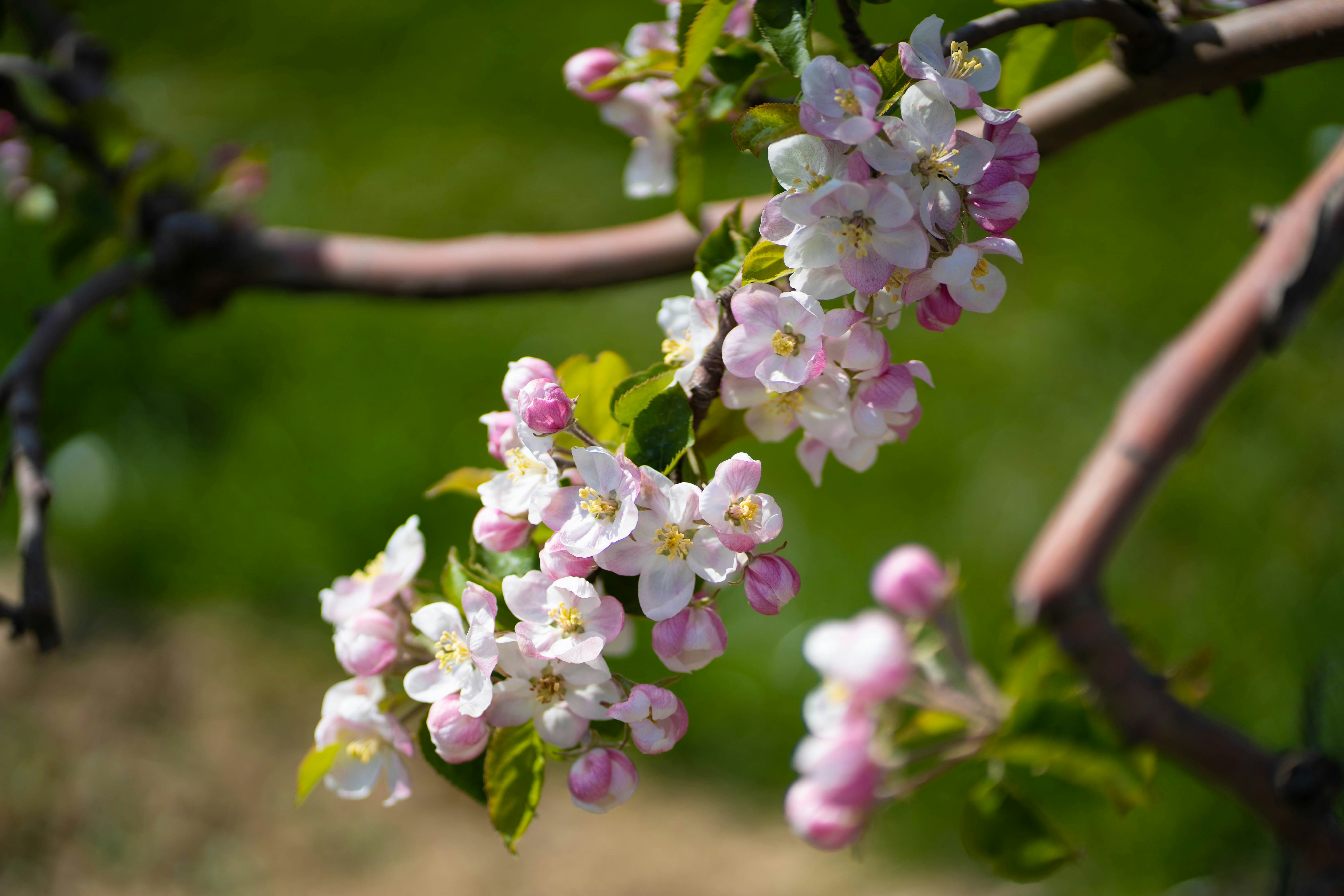 Petal Chorus on a Sunlit Branch