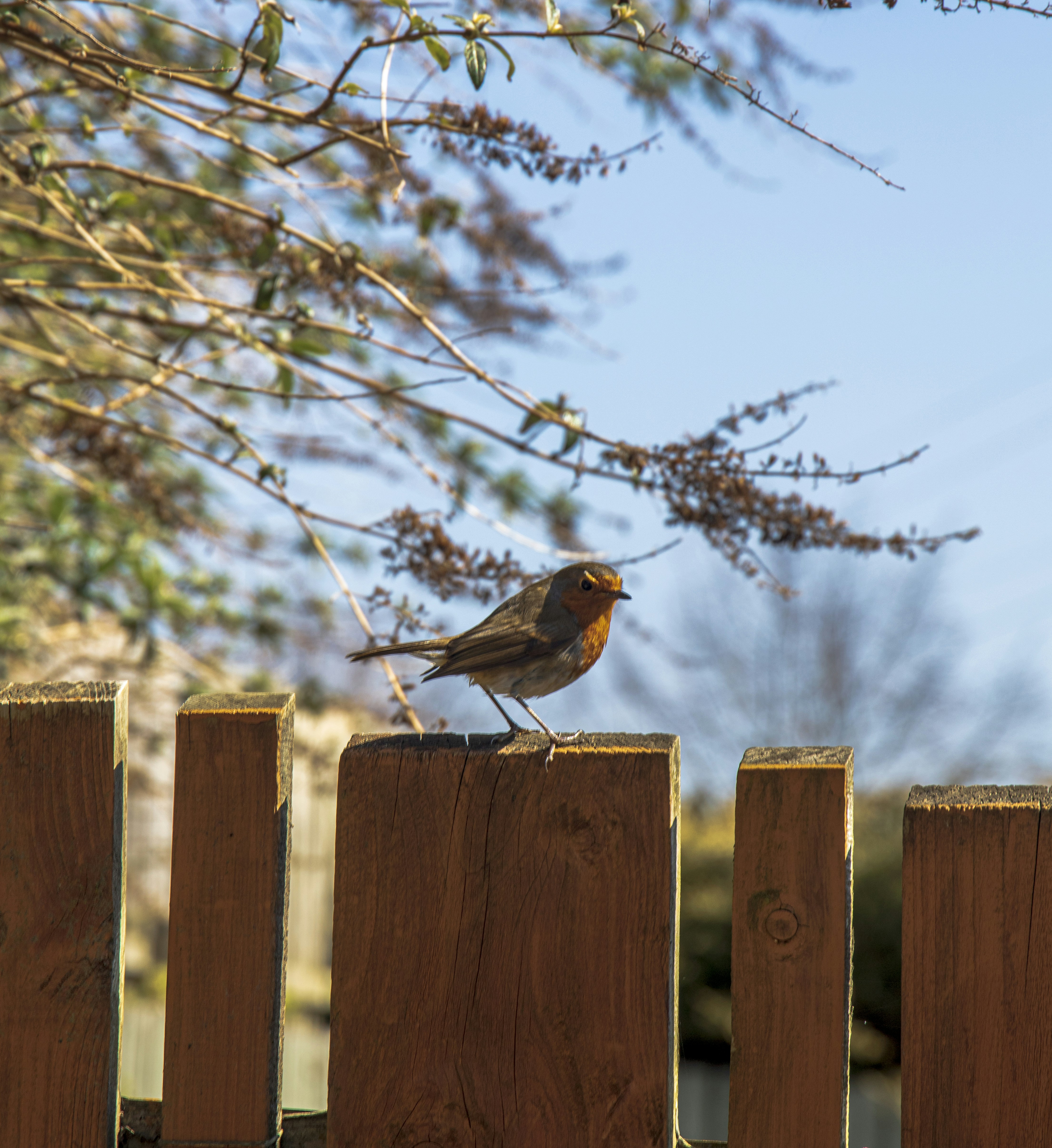 Robin  sitting on the fence with tree in the background