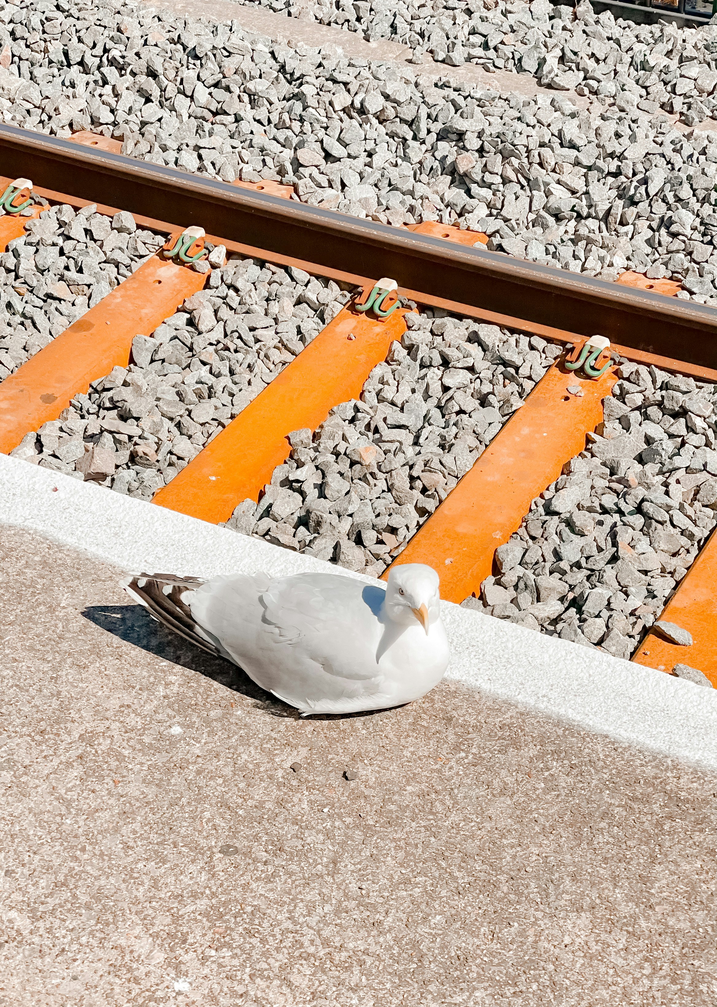 Sunlit Gull Resting Along Neon-Orange Rails