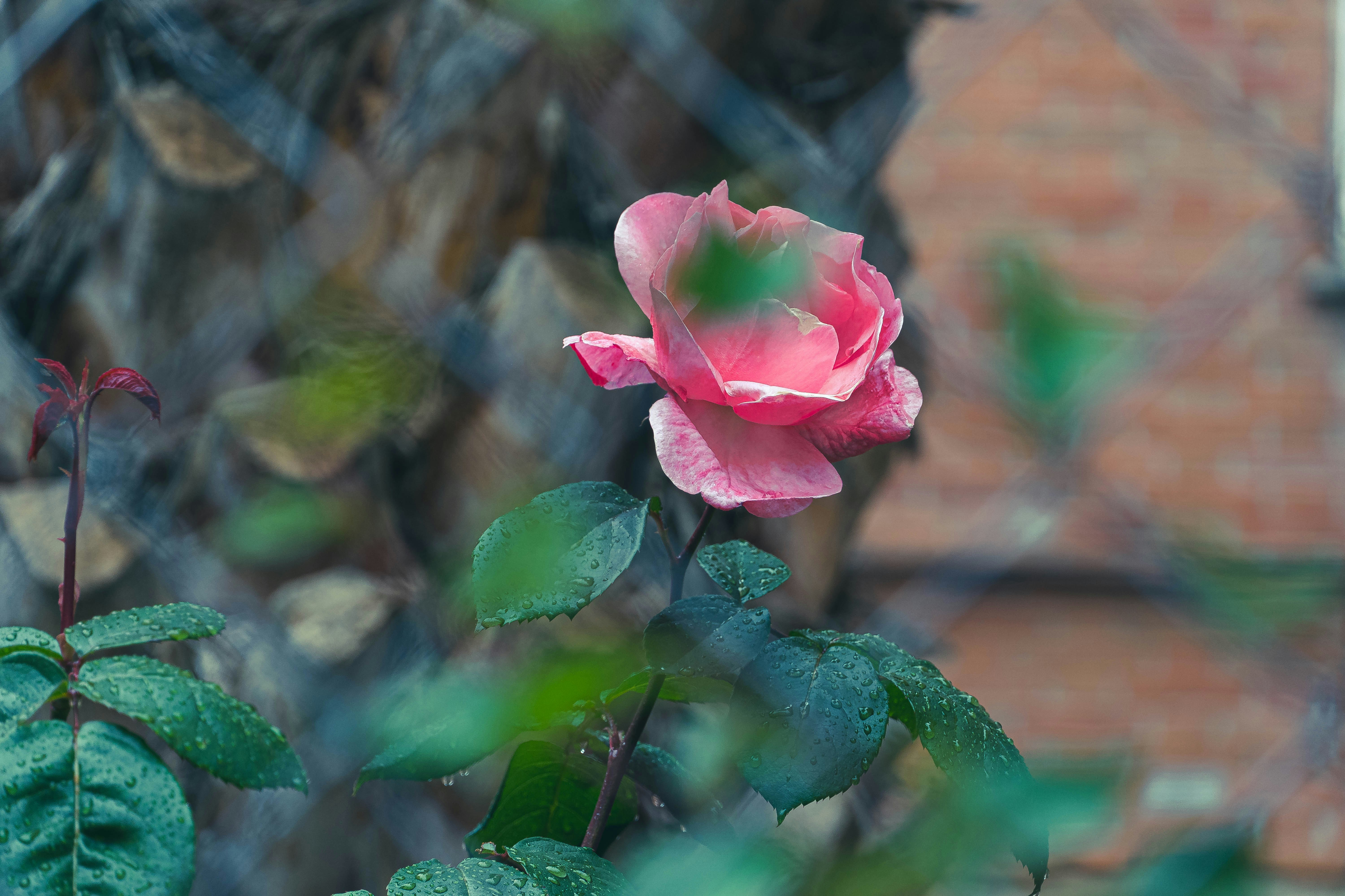 pink rose in bloom during daytime