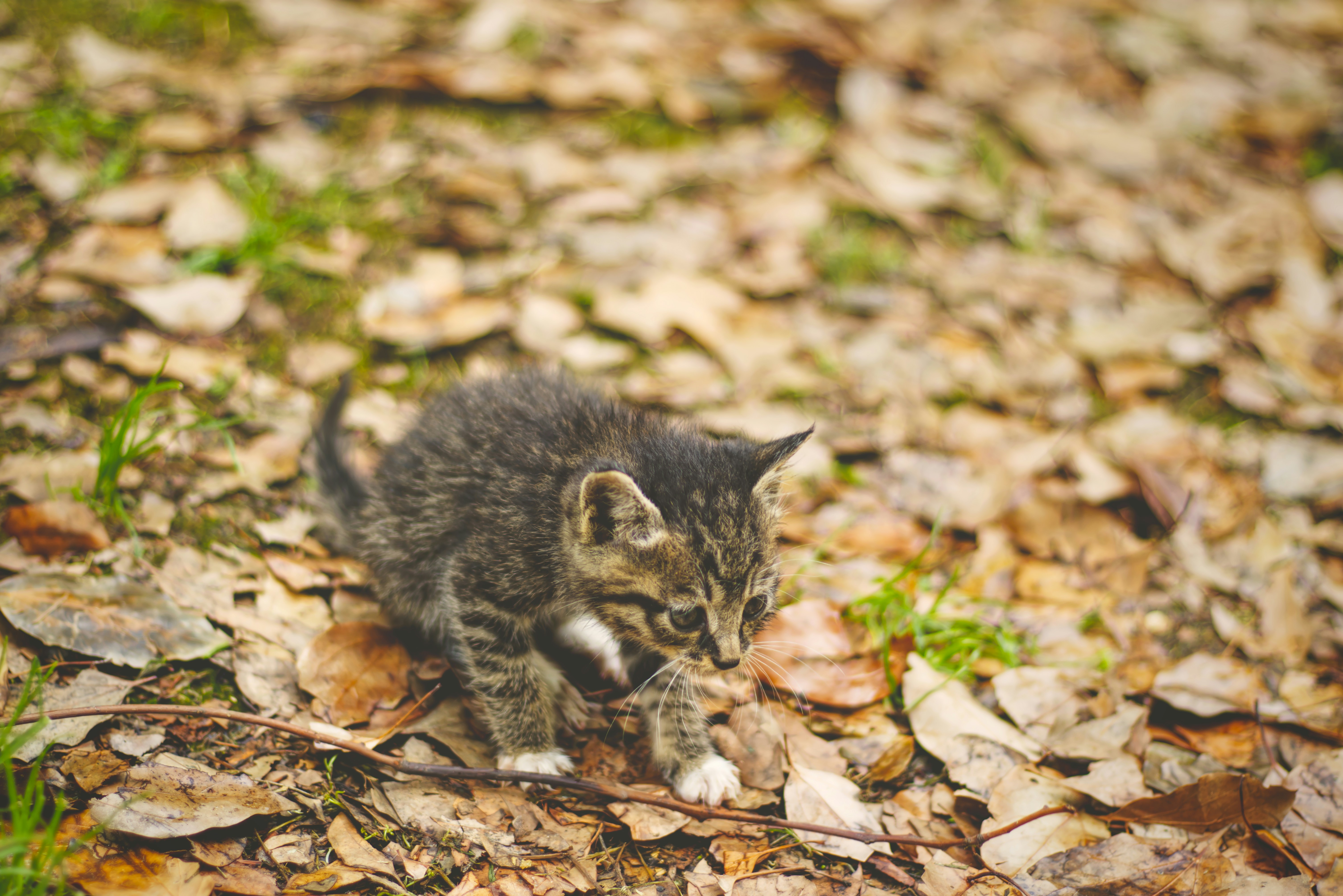 Tiny Predator, Quiet Forest: A Kitten Amid Fallen Leaves