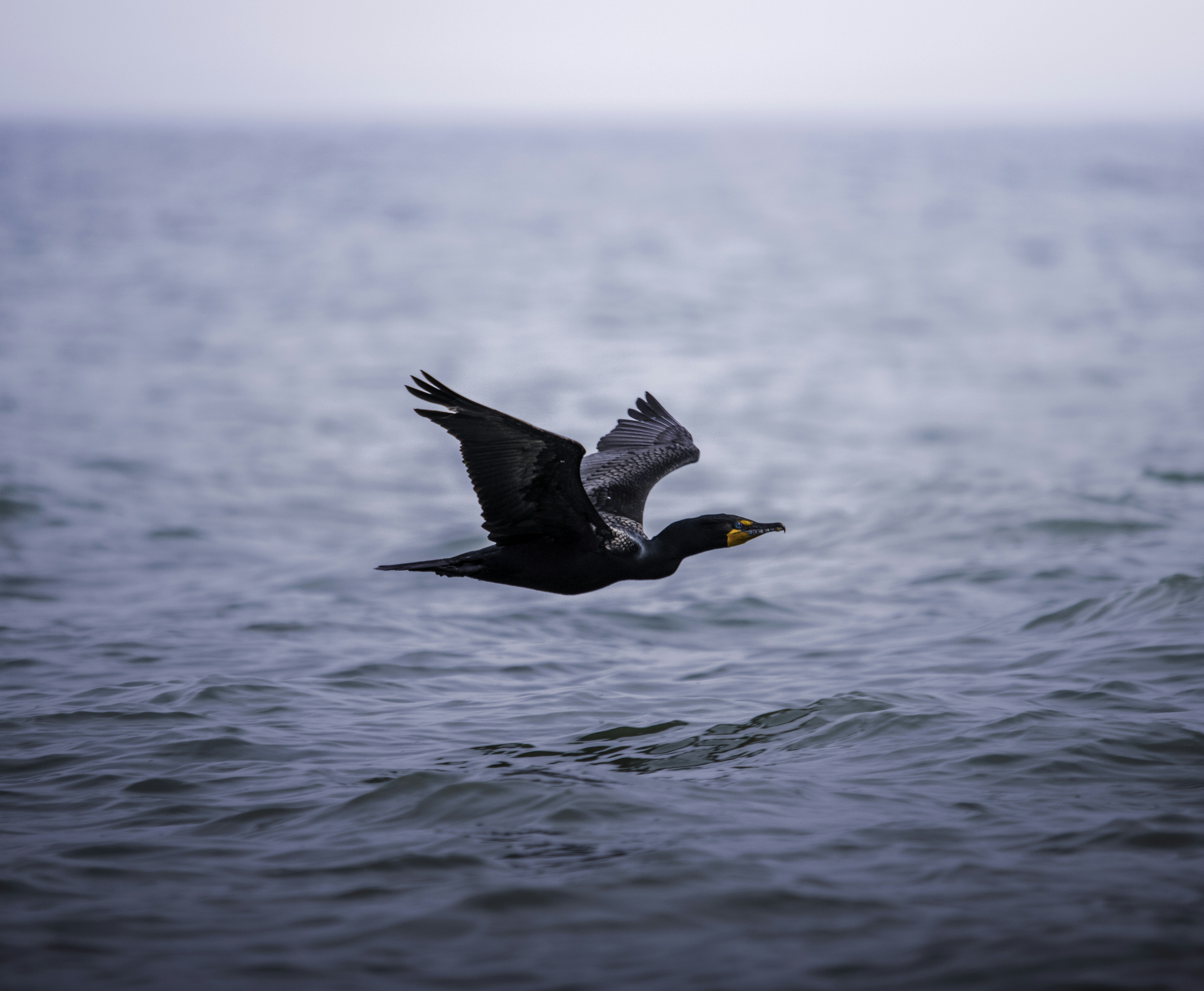 A cormorant soaring above tranquil waters, wings outstretched in mid-flight. The scene captures the serene beauty of nature in motion.