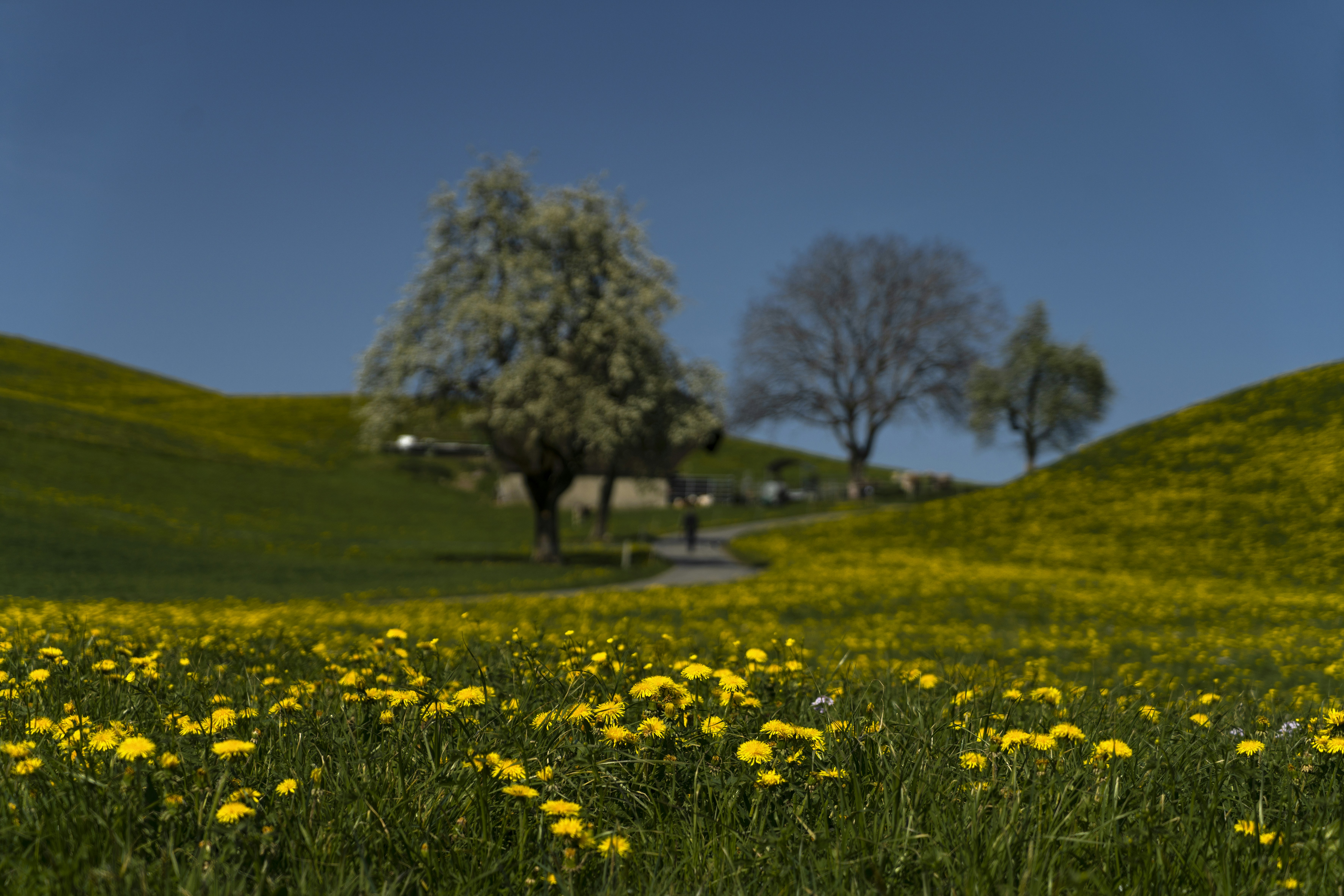 Spring Farm Pictures | Download Free Images on Unsplash
