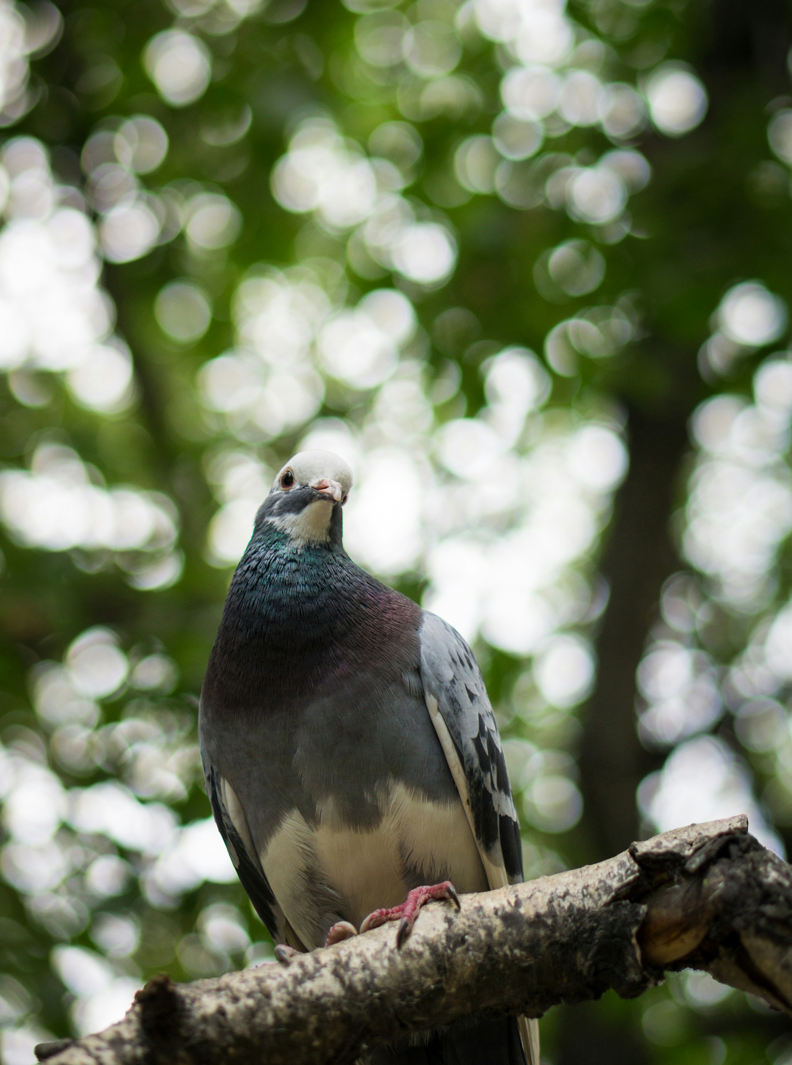 Pigeon perched on a branch, surrounded by a soft, blurred green background that enhances its vibrant plumage.