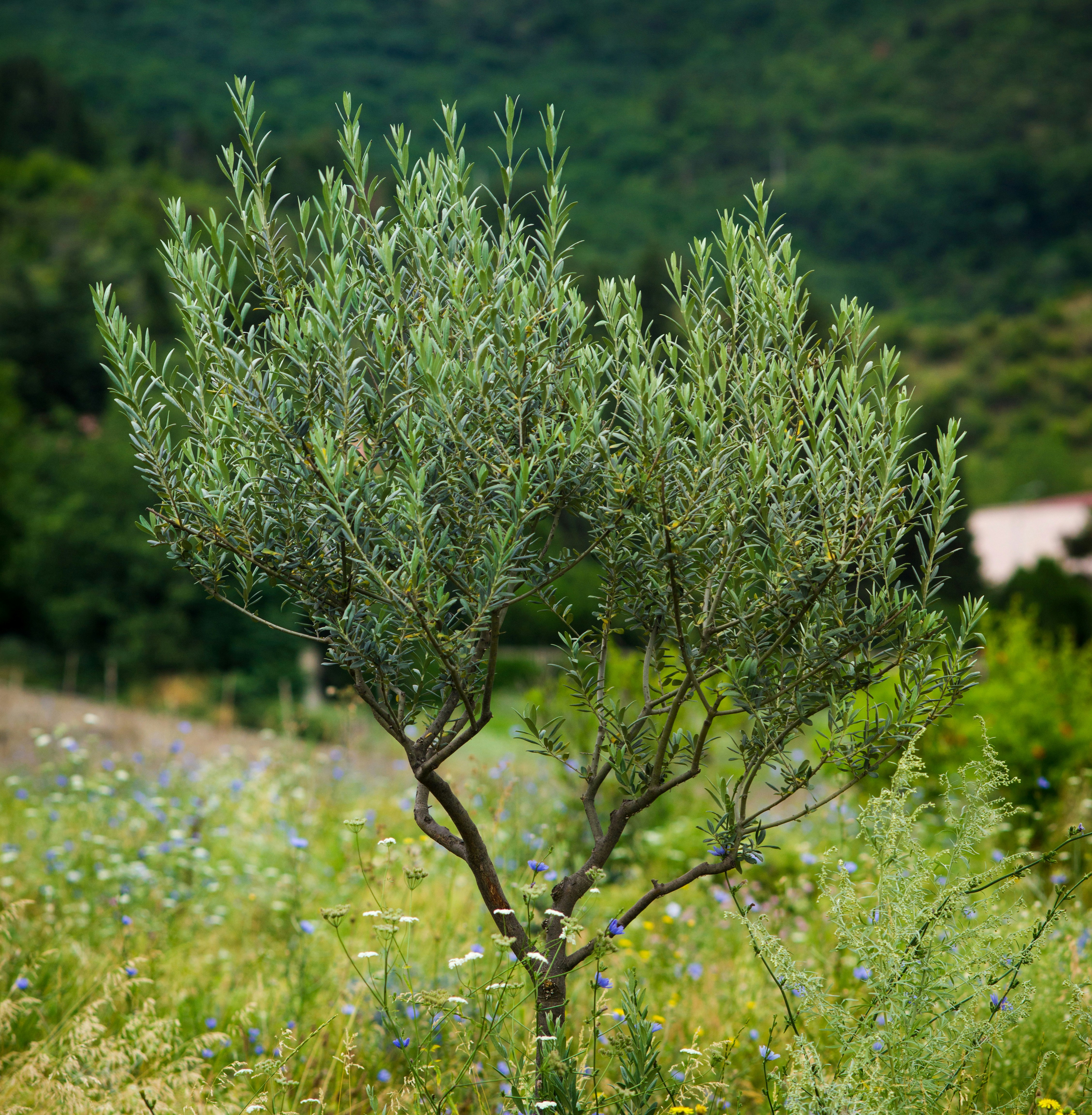 Olive Tree Sentinel in a Meadow of Wildflowers
